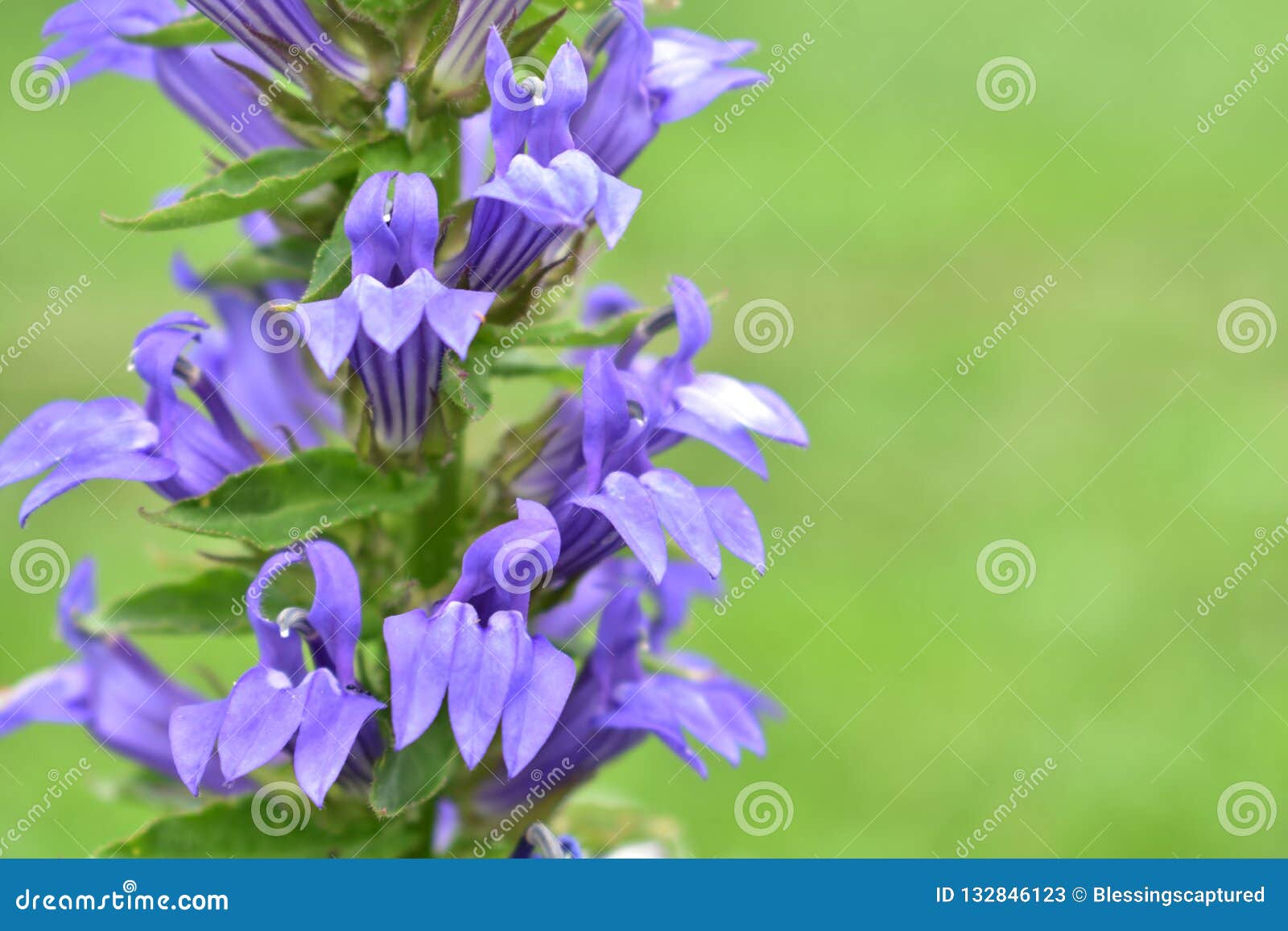 A Close Up of a Blue Cardinal Flower Stock Image - Image of close ...