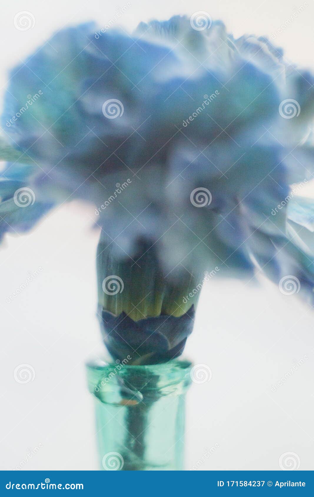 Close Up of Blue Carnation Flower Stock Image - Image of white, bouquet ...