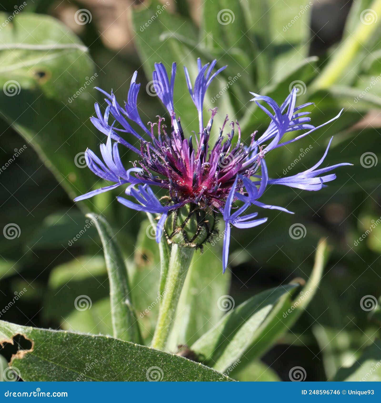 Blue Centaurea Dealbata Flower Stock Photo - Image of vegetable, plant ...