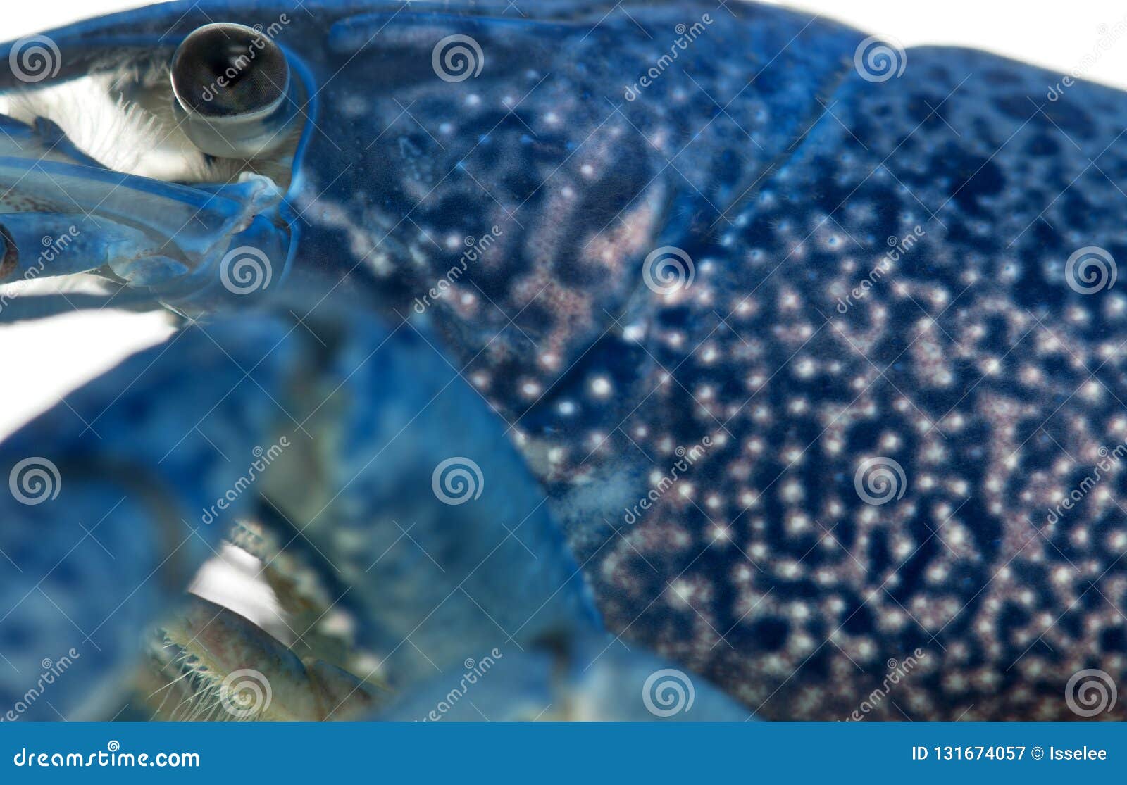 Close-up of Blue Crayfish Also Known As a Blue Florida Crayfish ...