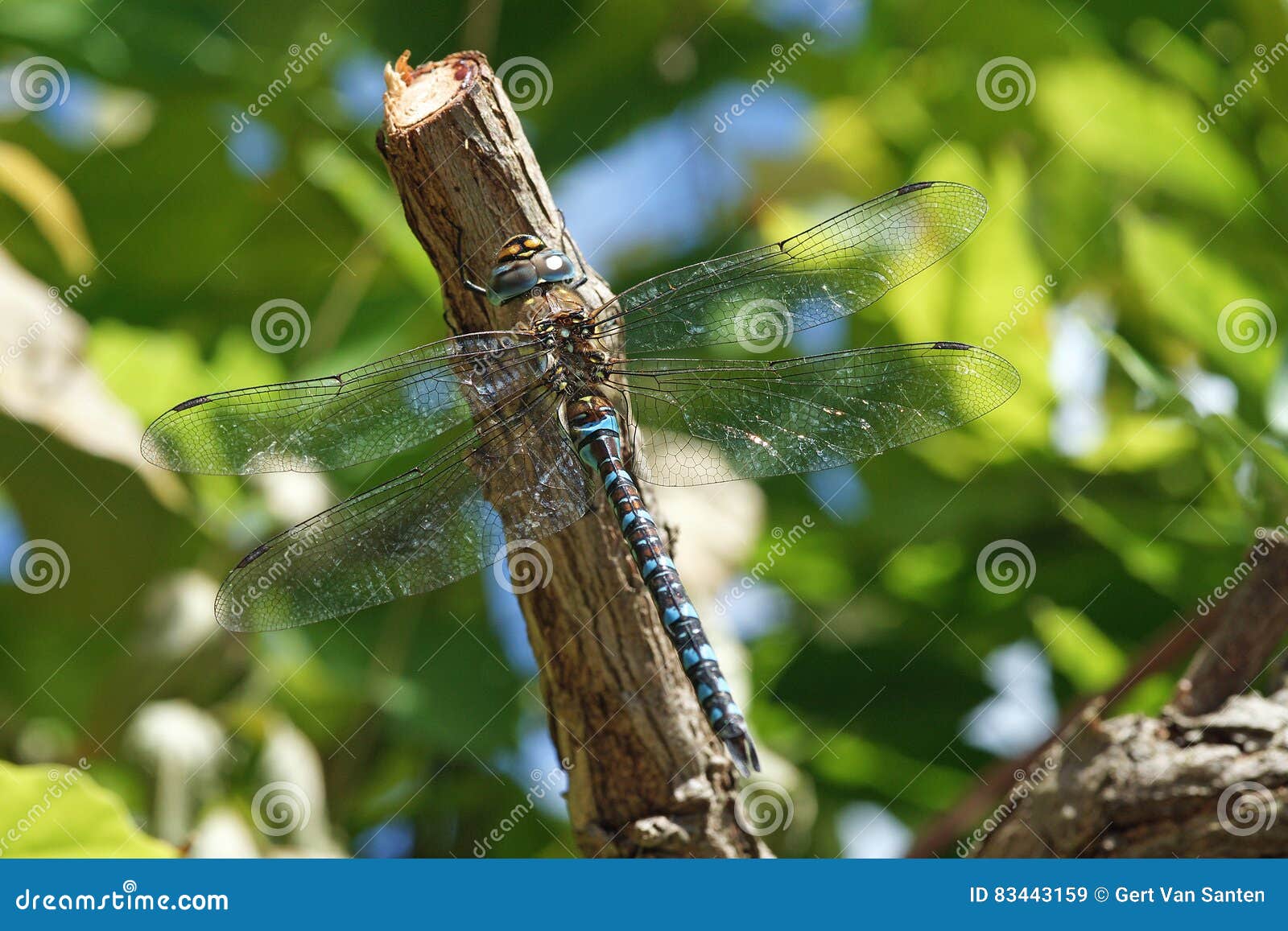 Close Up of Blue Dragonfly on a Tree Stock Image - Image of closeup ...
