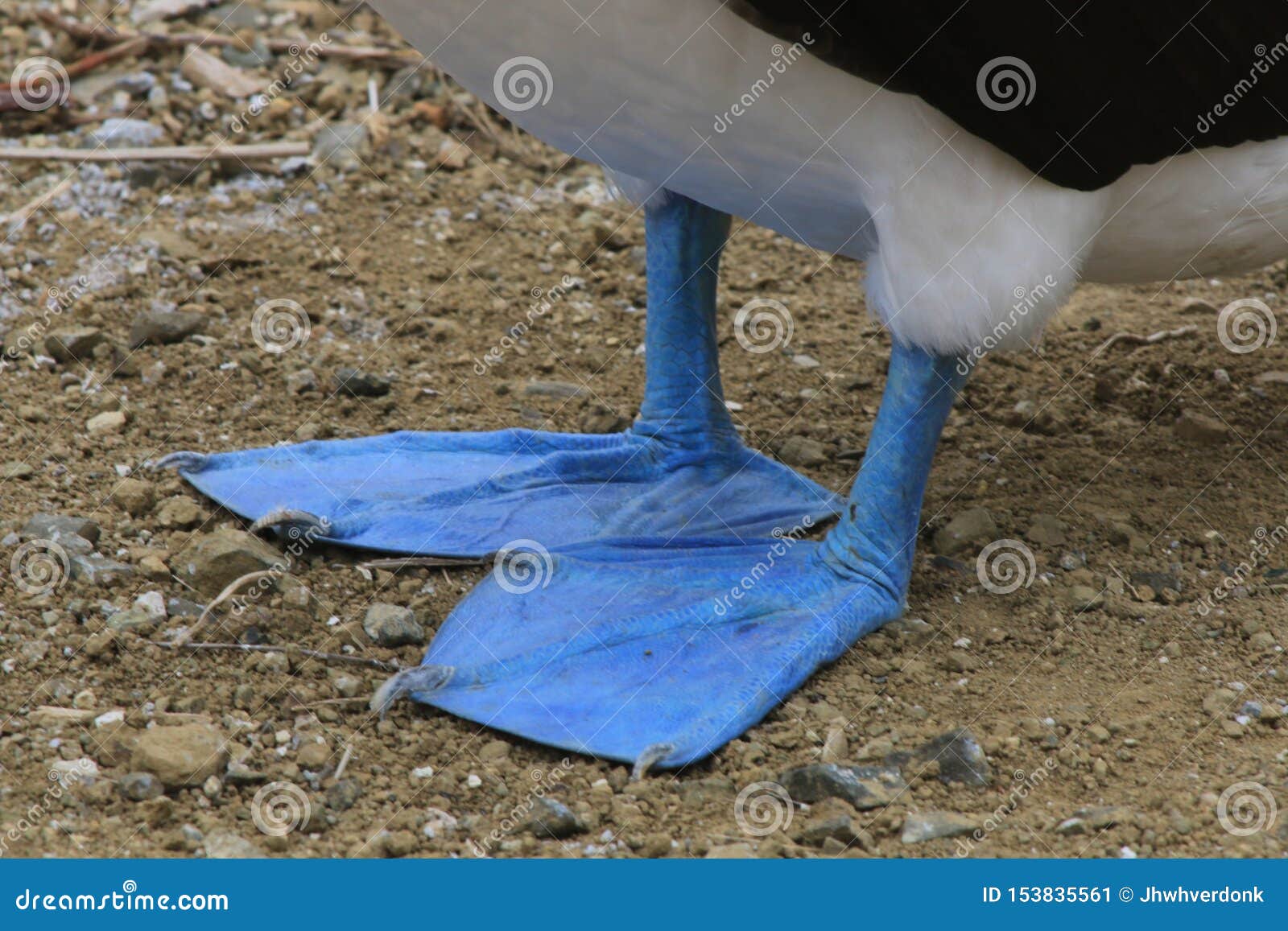 A Close Up of the Blue Feet of a Blue-footed Booby, Sula Nebouxii Stock ...