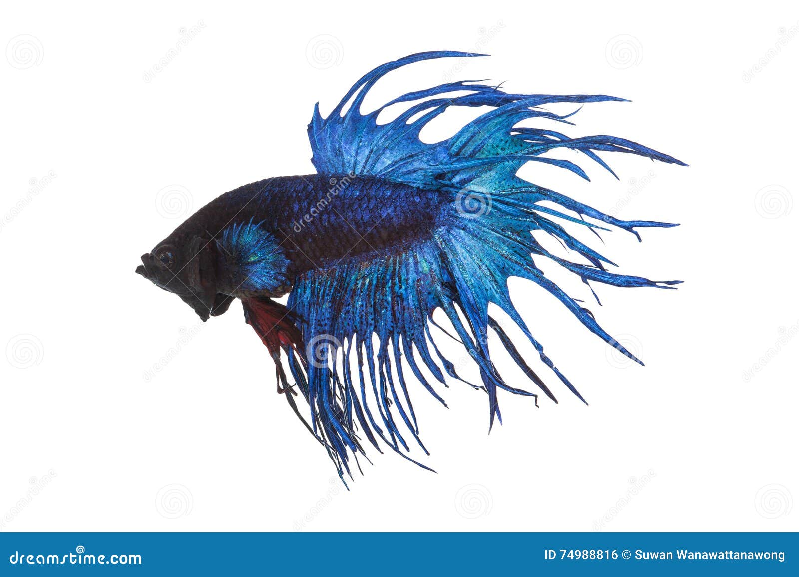 Close Up Blue Fight Fish on White Background Stock Photo - Image of ...
