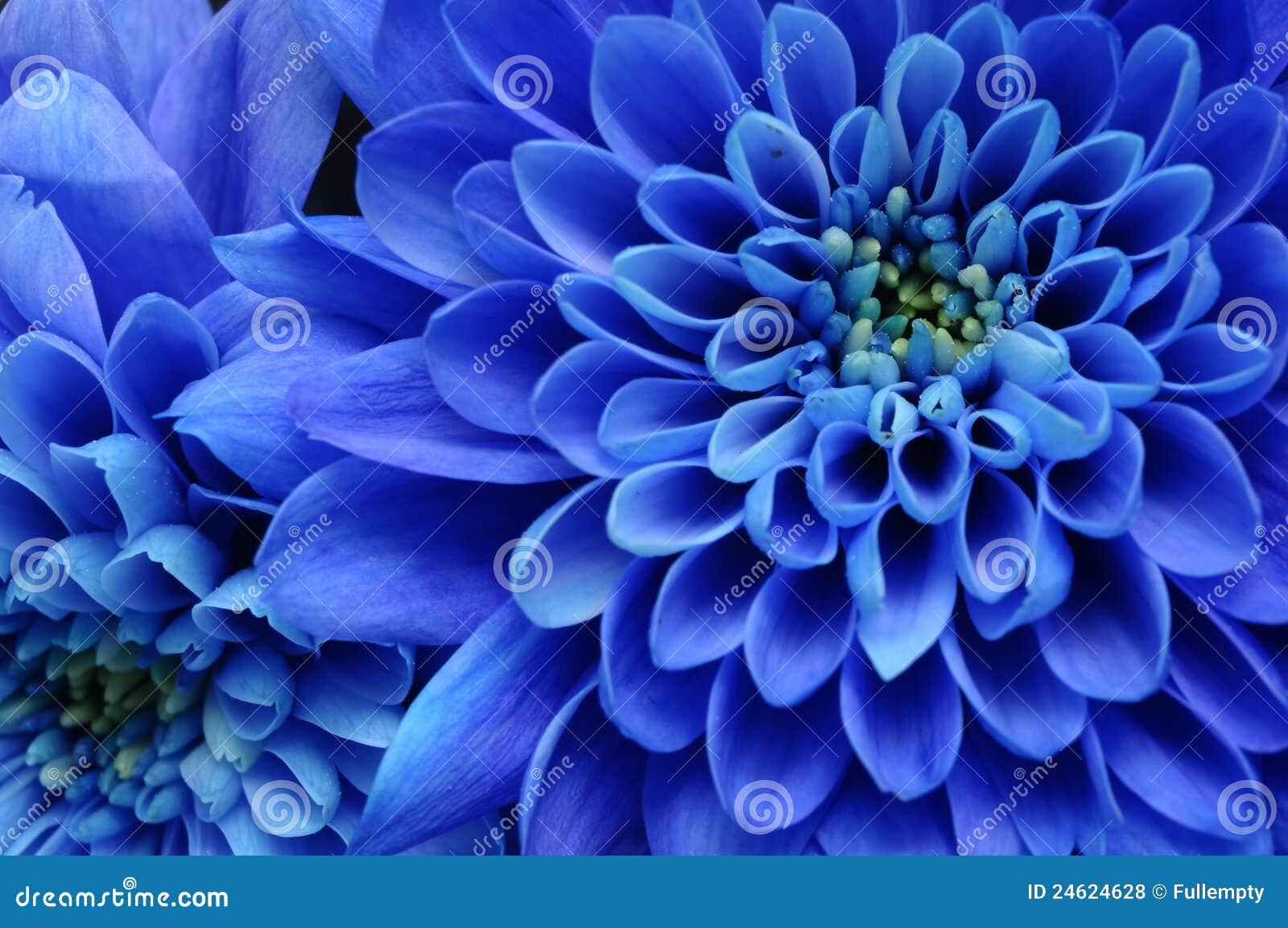 Close up of blue flower stock photo. Image of bloom, blossom - 24624628