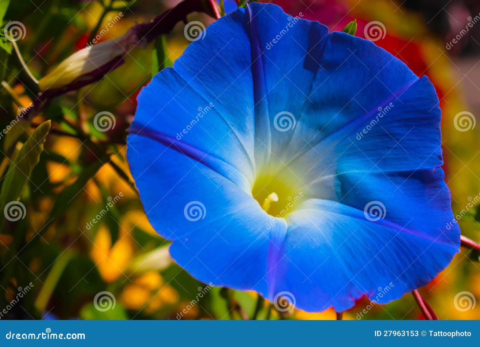 Close Up Blue Flower in Garden Stock Image - Image of beauty, close ...