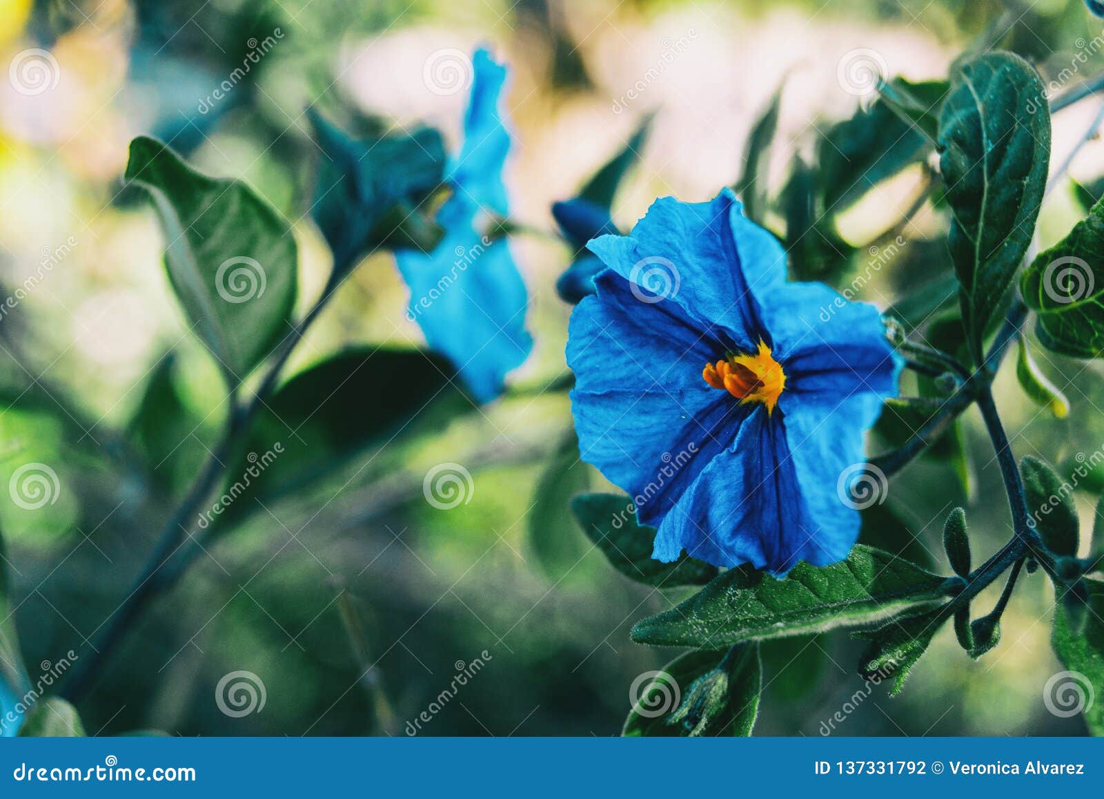 Close-up of a Blue Flower of Solanum Laciniatum Stock Photo - Image of ...