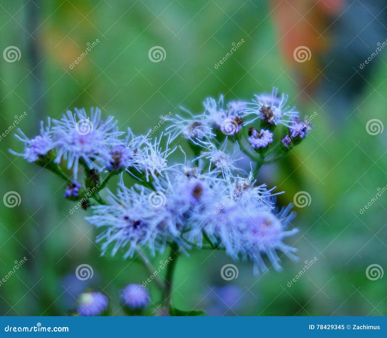 Close Up of a Blue Flower in a Swamp Stock Image - Image of grass, stem ...