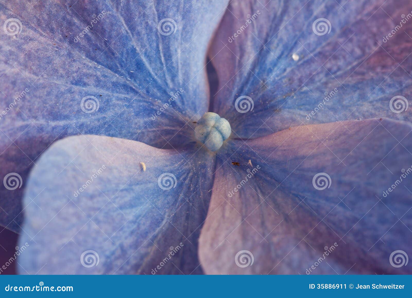 Close up of blue flowers stock image. Image of color - 35886911