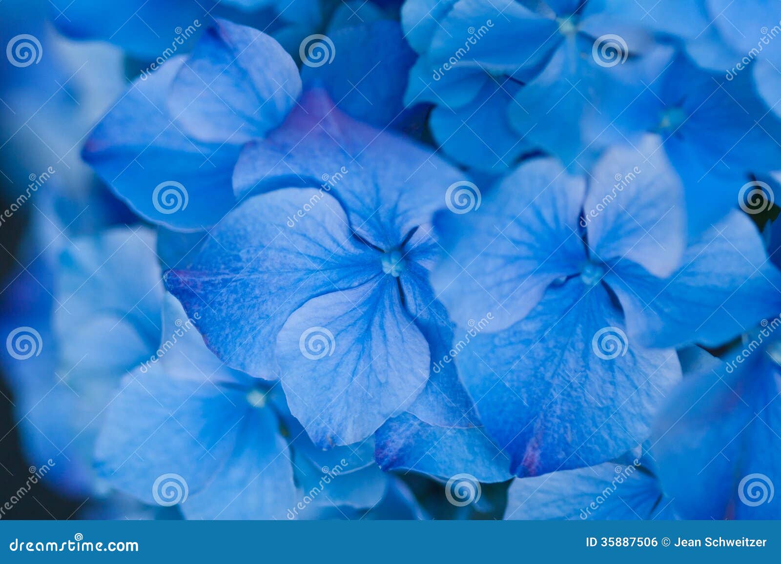 Close up of blue flowers stock photo. Image of color - 35887506