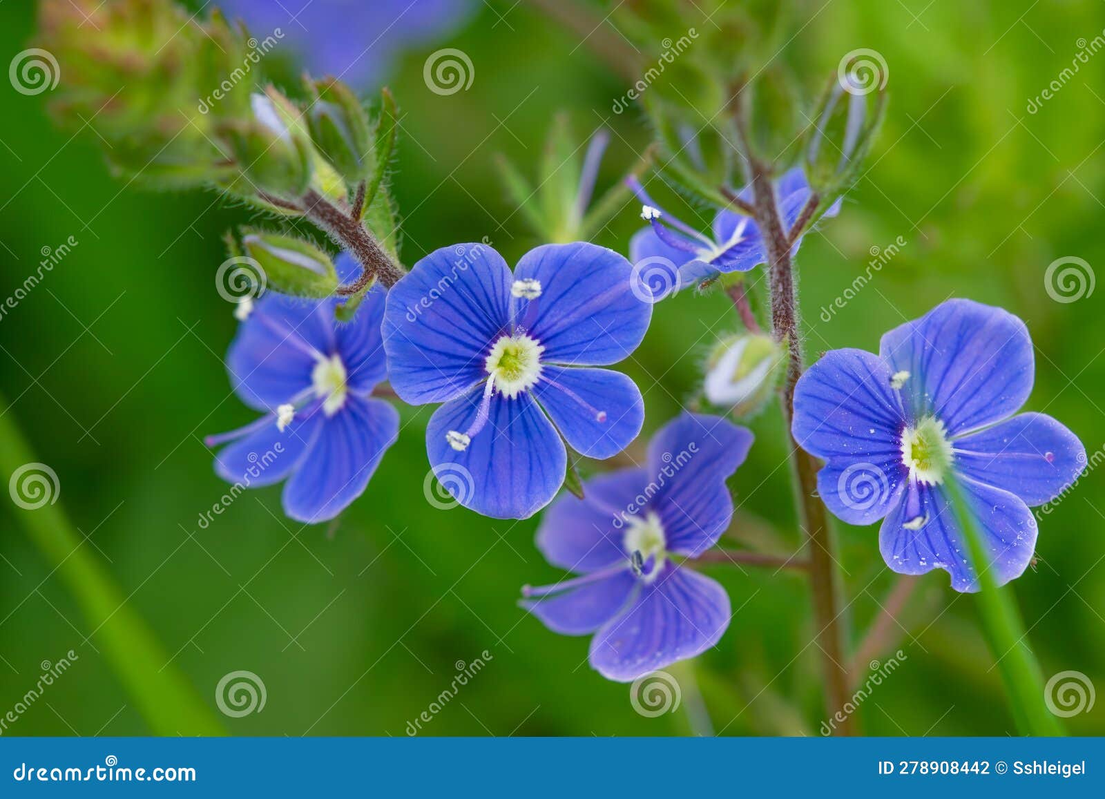 Close-up of Blue Flowers of Veronica Filiformis among the Grass. during ...
