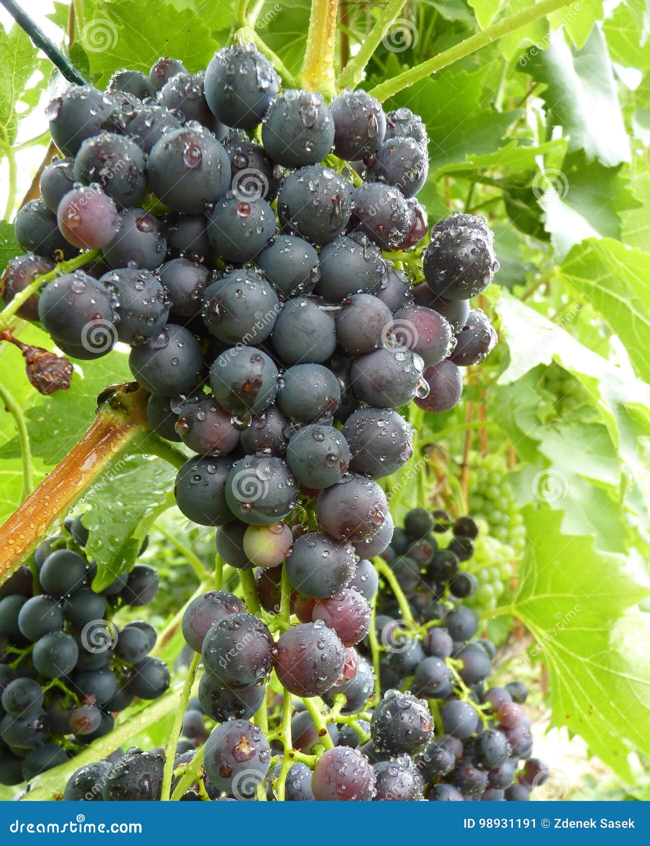 Close Up of Blue Grape Cluster on Vine Plant Stock Image - Image of ...