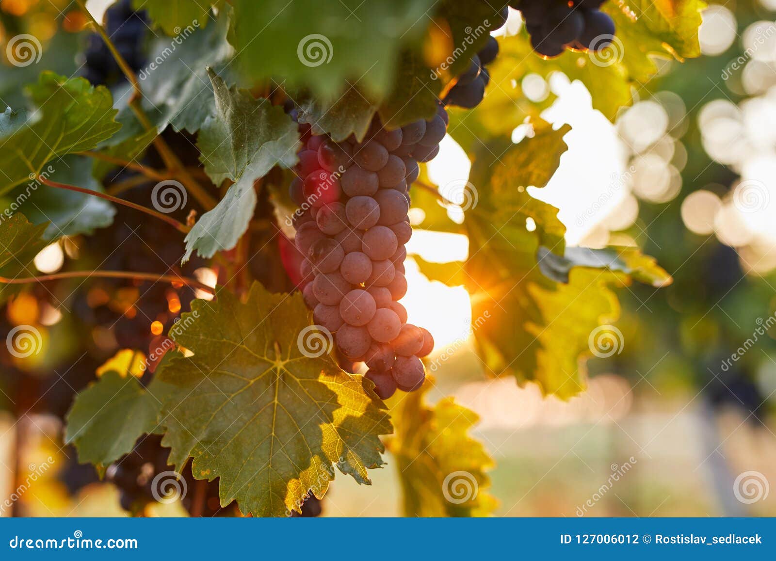 Close Up of Blue Grapes on Grapevine Stock Photo - Image of grow, color ...