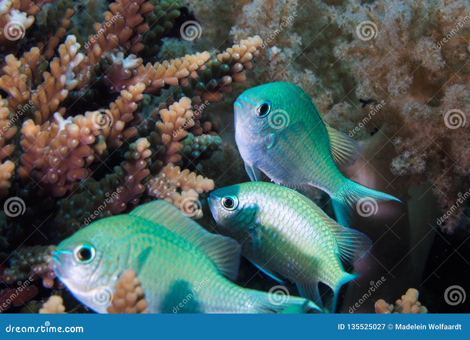 Close Up of Blue-green Chromis Fish Stock Image - Image of hiding, fish ...