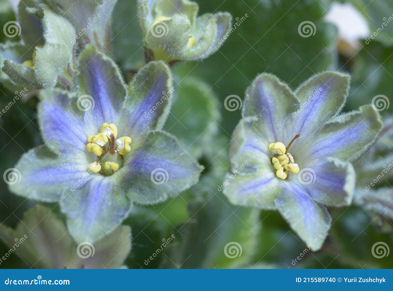 Close-up of Blue-green Violets Blossom on a Blurred Background Stock ...