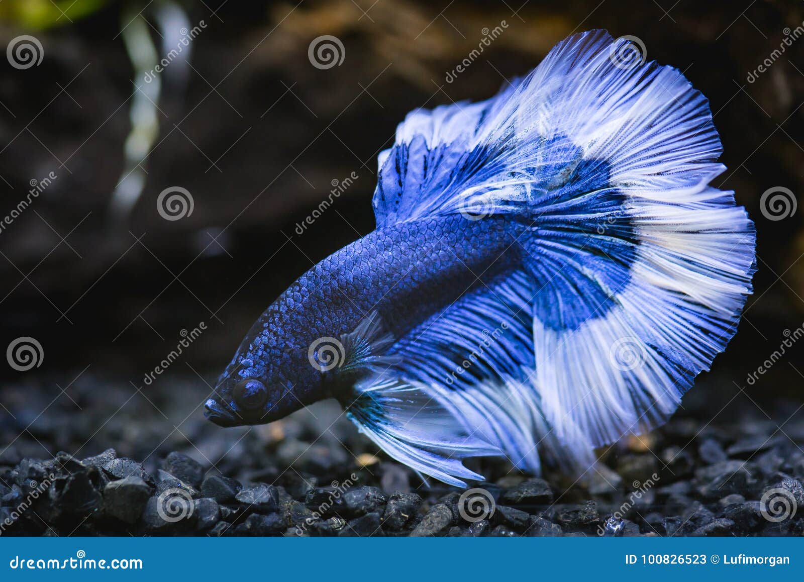 Close Up of Blue Half Moon Siamese Fighting Fish Stock Image - Image of ...