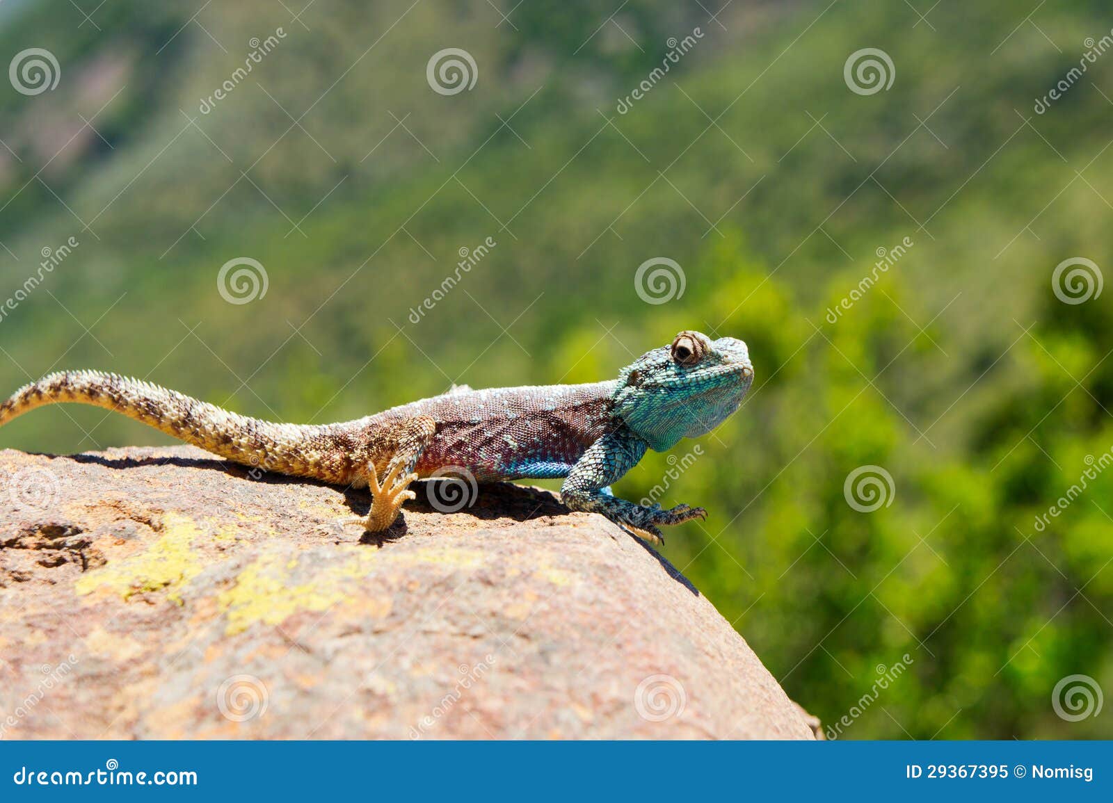 Close-up of Blue Headed Lizard Stock Image - Image of lizard, basking ...