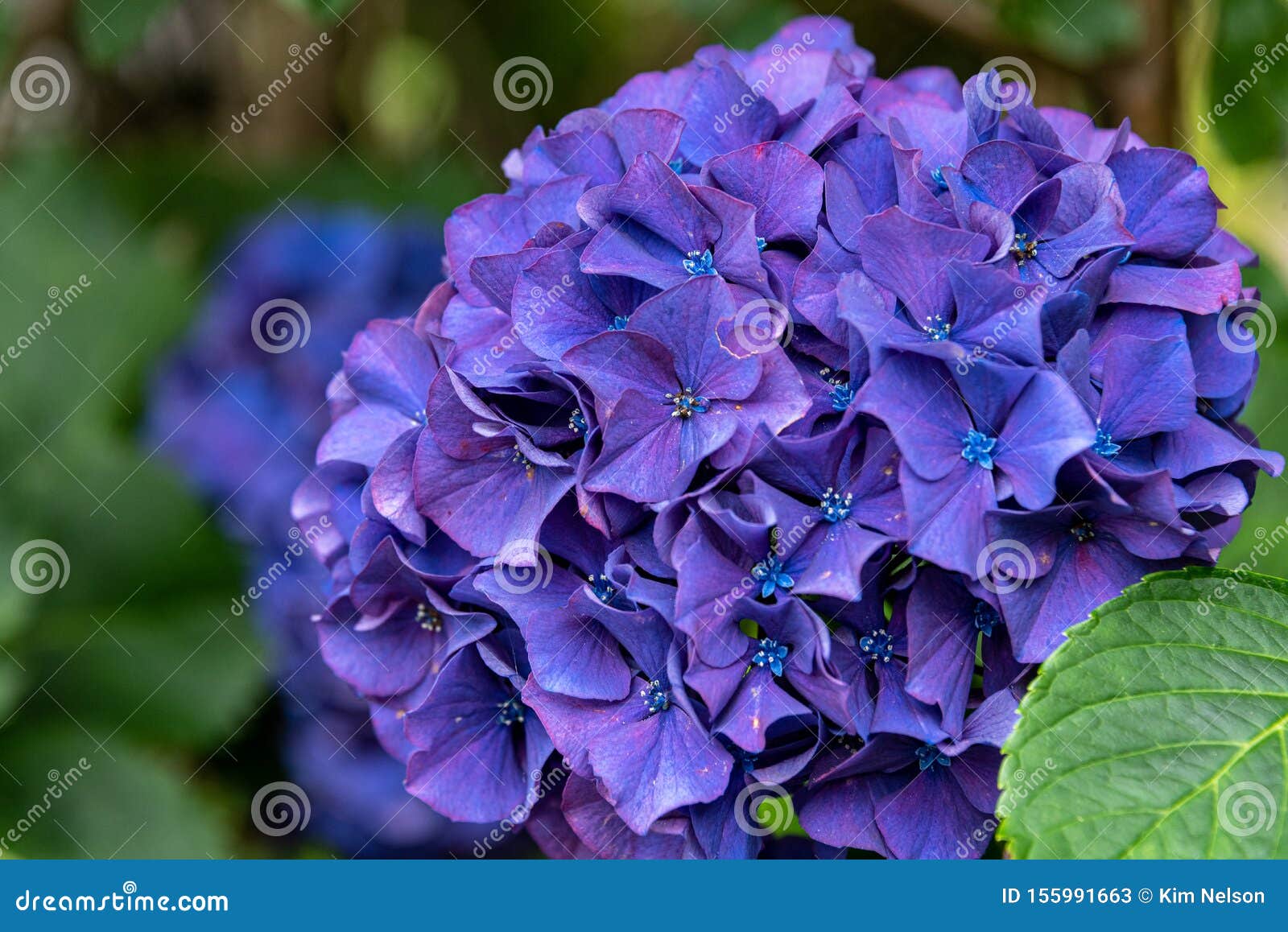 Close Up of a Blue Hydrangea Bloom Growing in a Garden, Green Leaves in ...