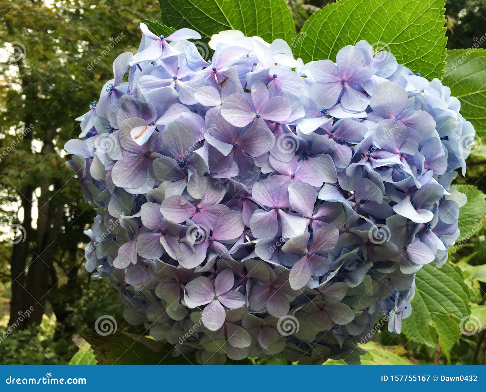 A hydrangea close-up stock image. Image of blue, garden - 157755167