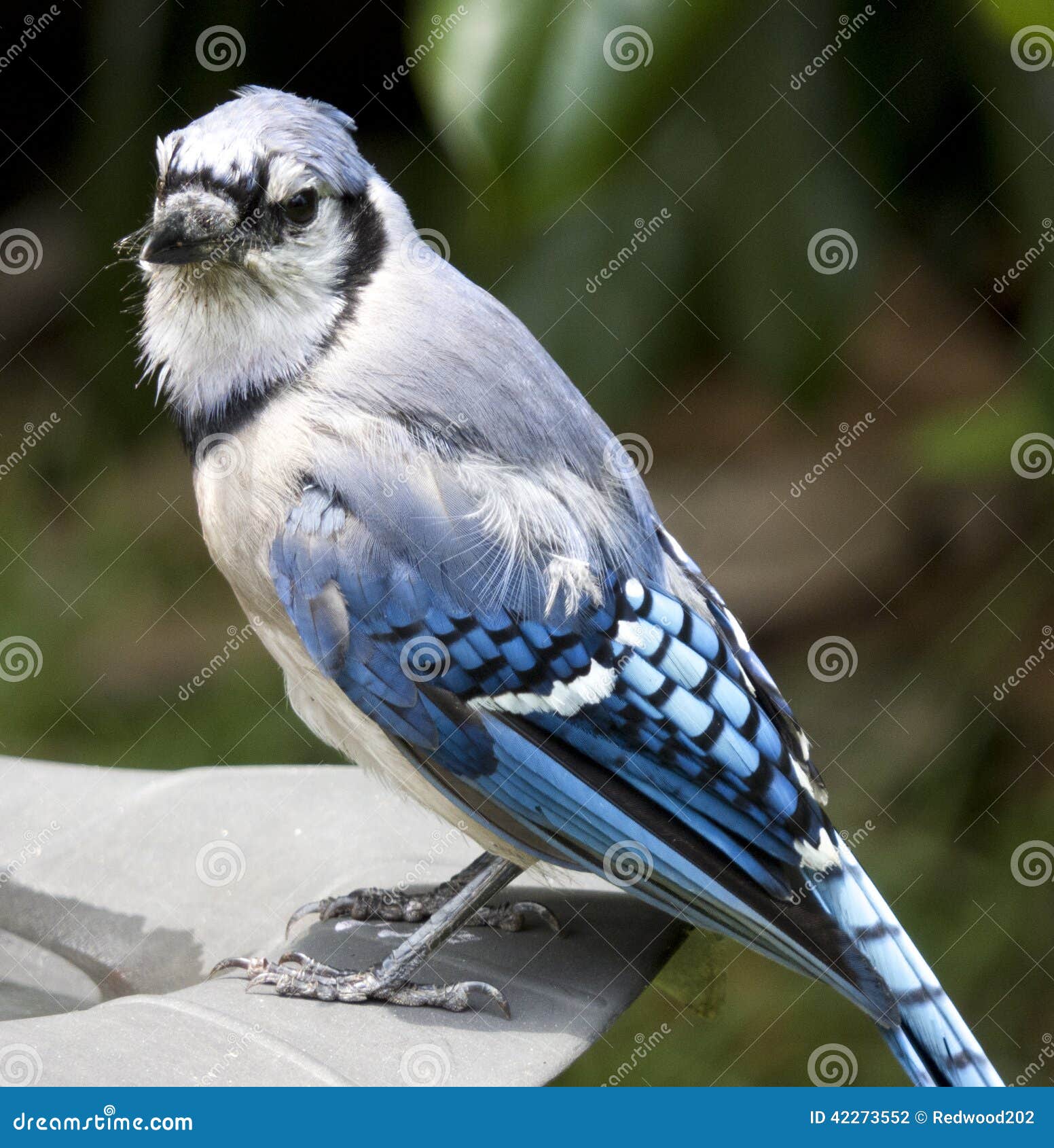 Close-Up of Blue Jay stock photo. Image of water, perching - 42273552