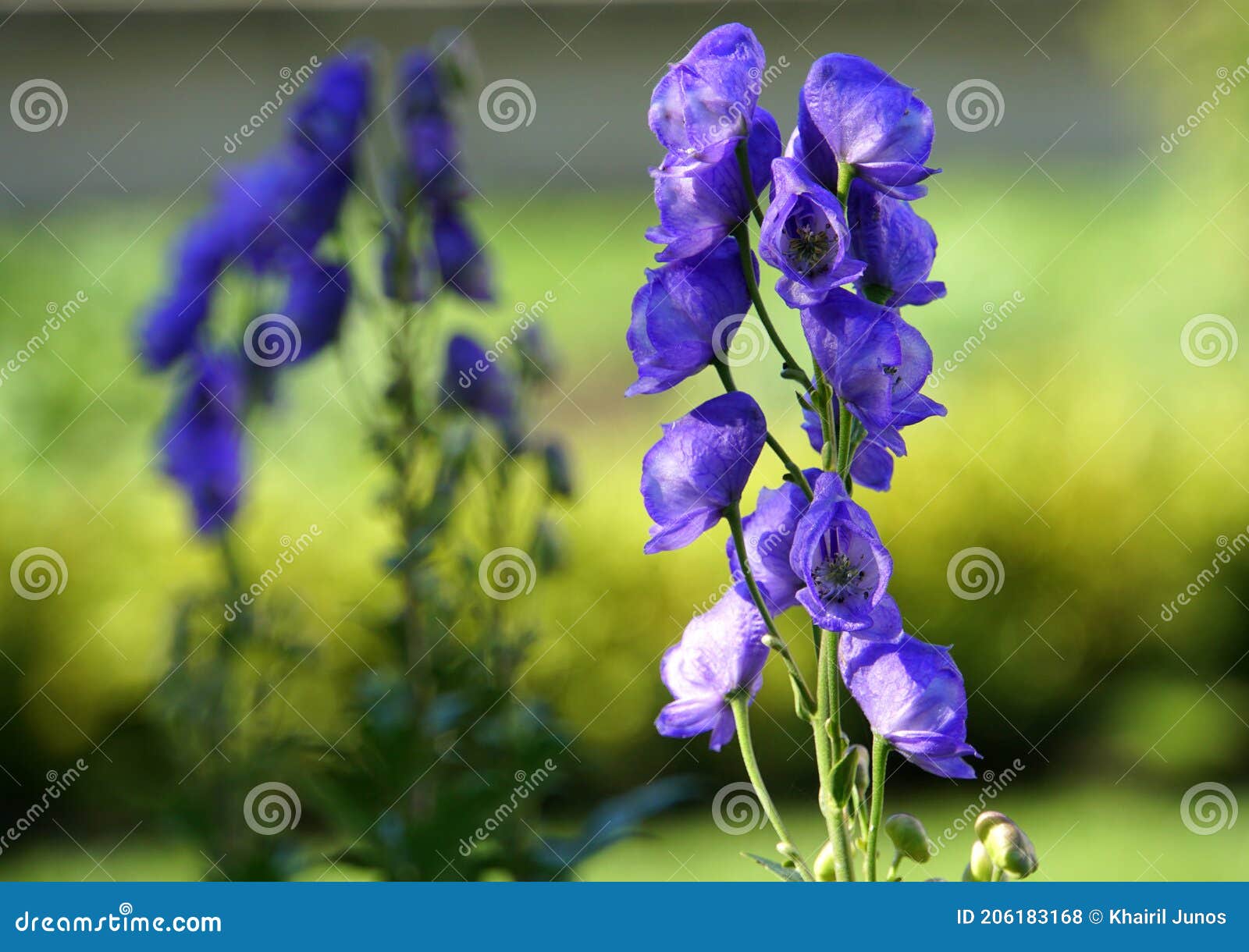 A Close Up of Blue Larkspur Flowers Stock Photo - Image of closeup ...