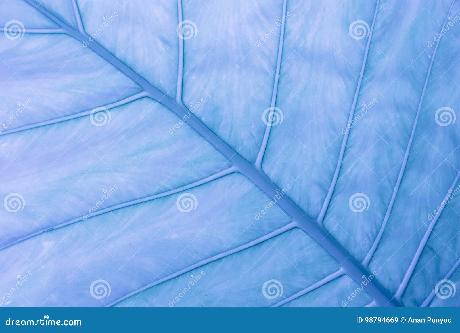 Close Up Blue Leaf Detail Nature Abstract Texture Background Stock ...