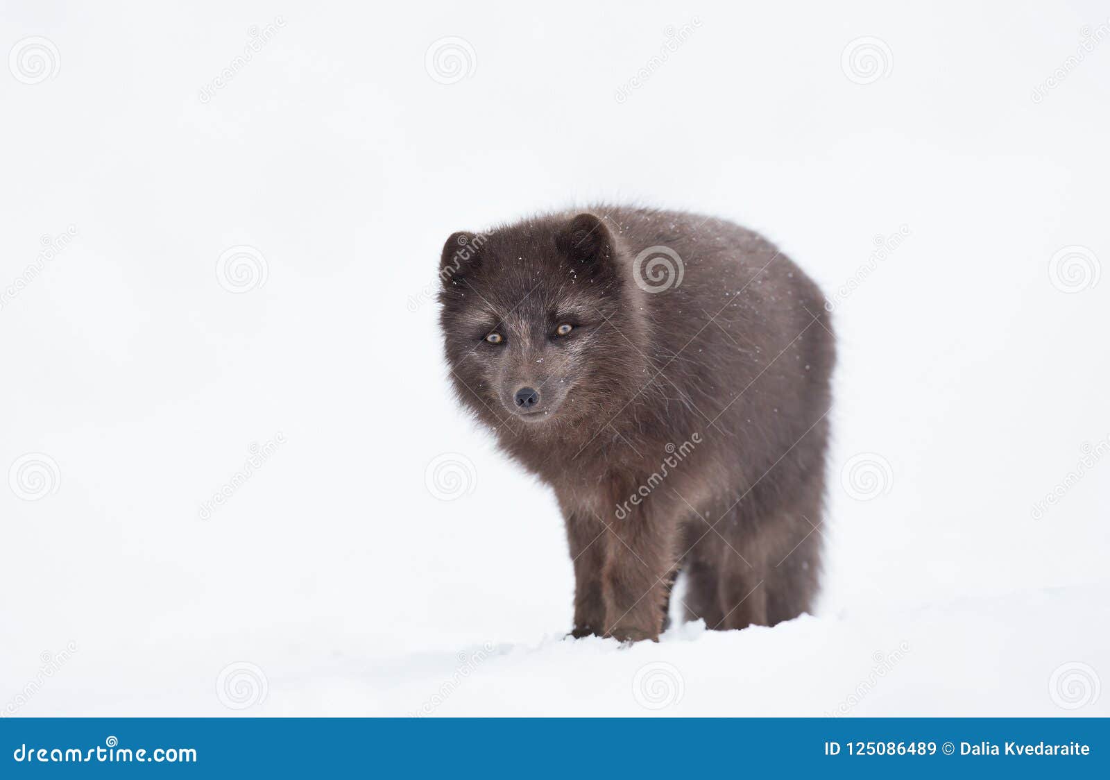 Close Up of a Blue Morph Male Arctic Fox in Winter Stock Image - Image ...