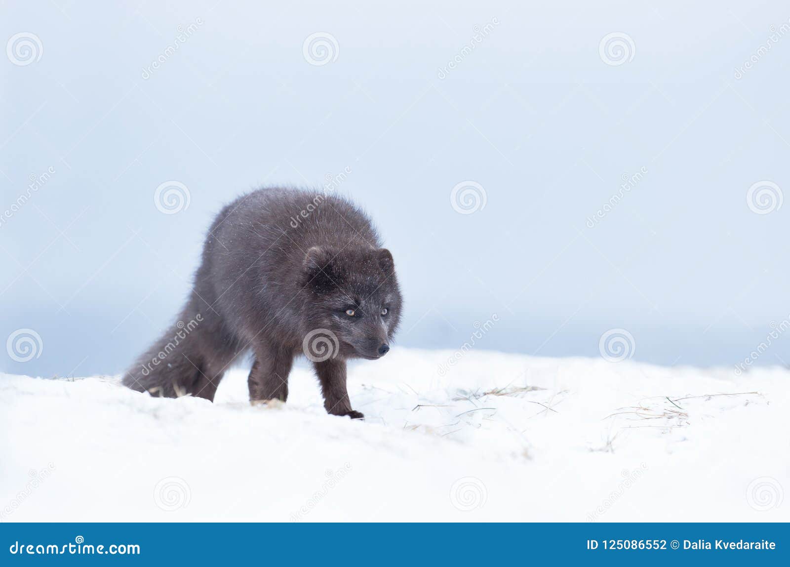 Close Up of a Blue Morph Male Arctic Fox in Winter Stock Photo - Image ...