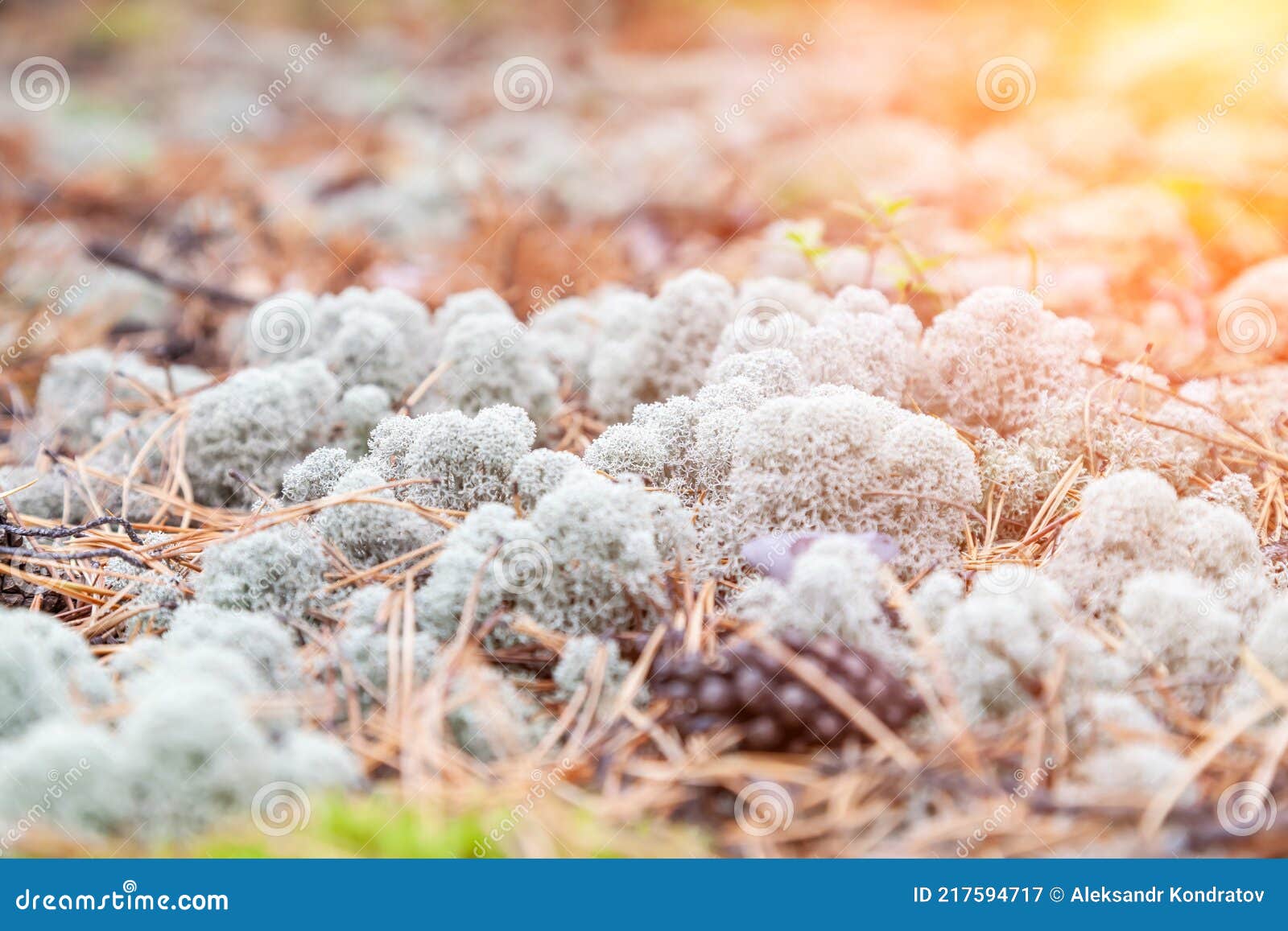 Close-up on Blue Moss on the Ground in the Forest among the Grass and ...
