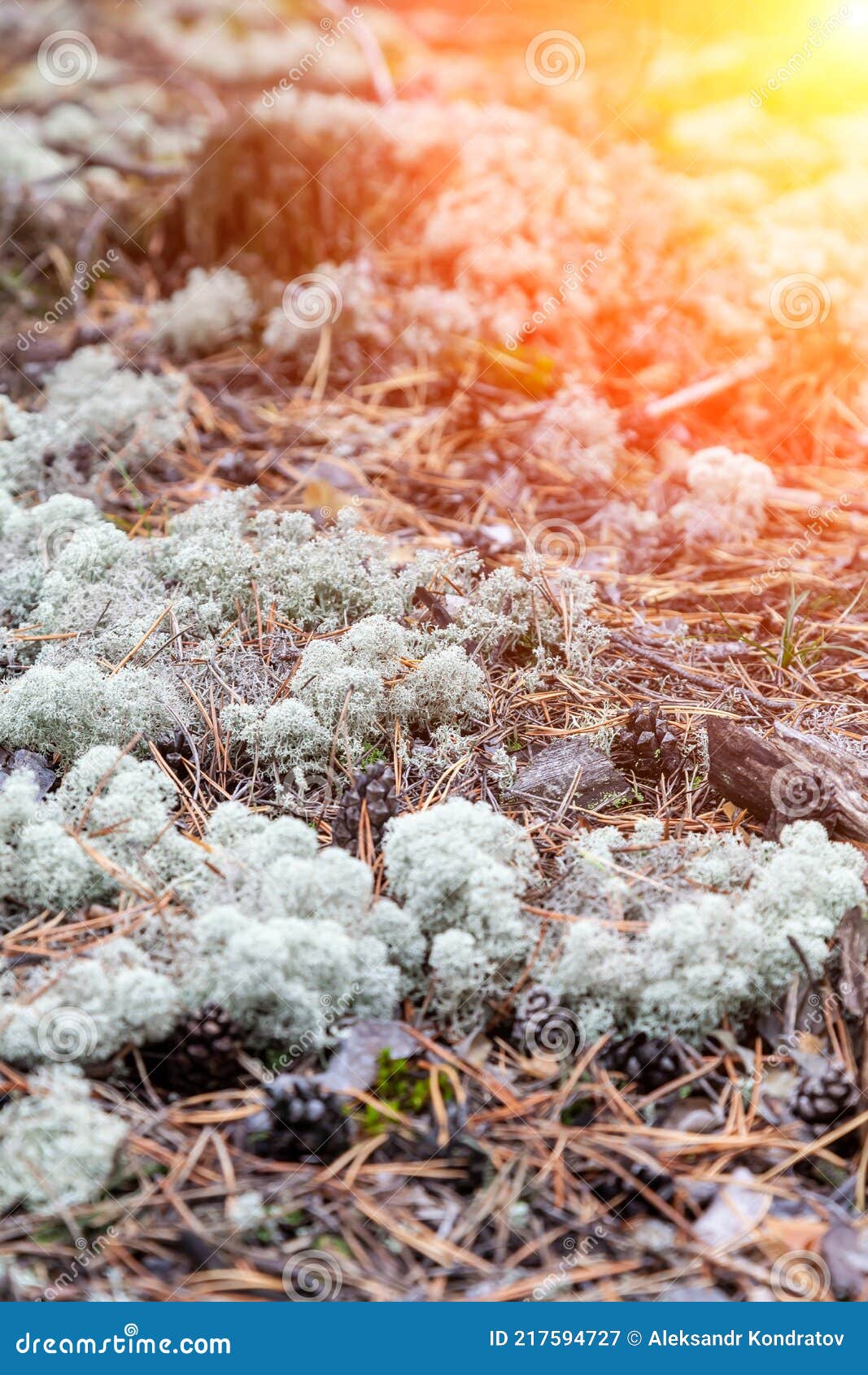 Close-up on Blue Moss on the Ground in the Forest among the Grass and ...