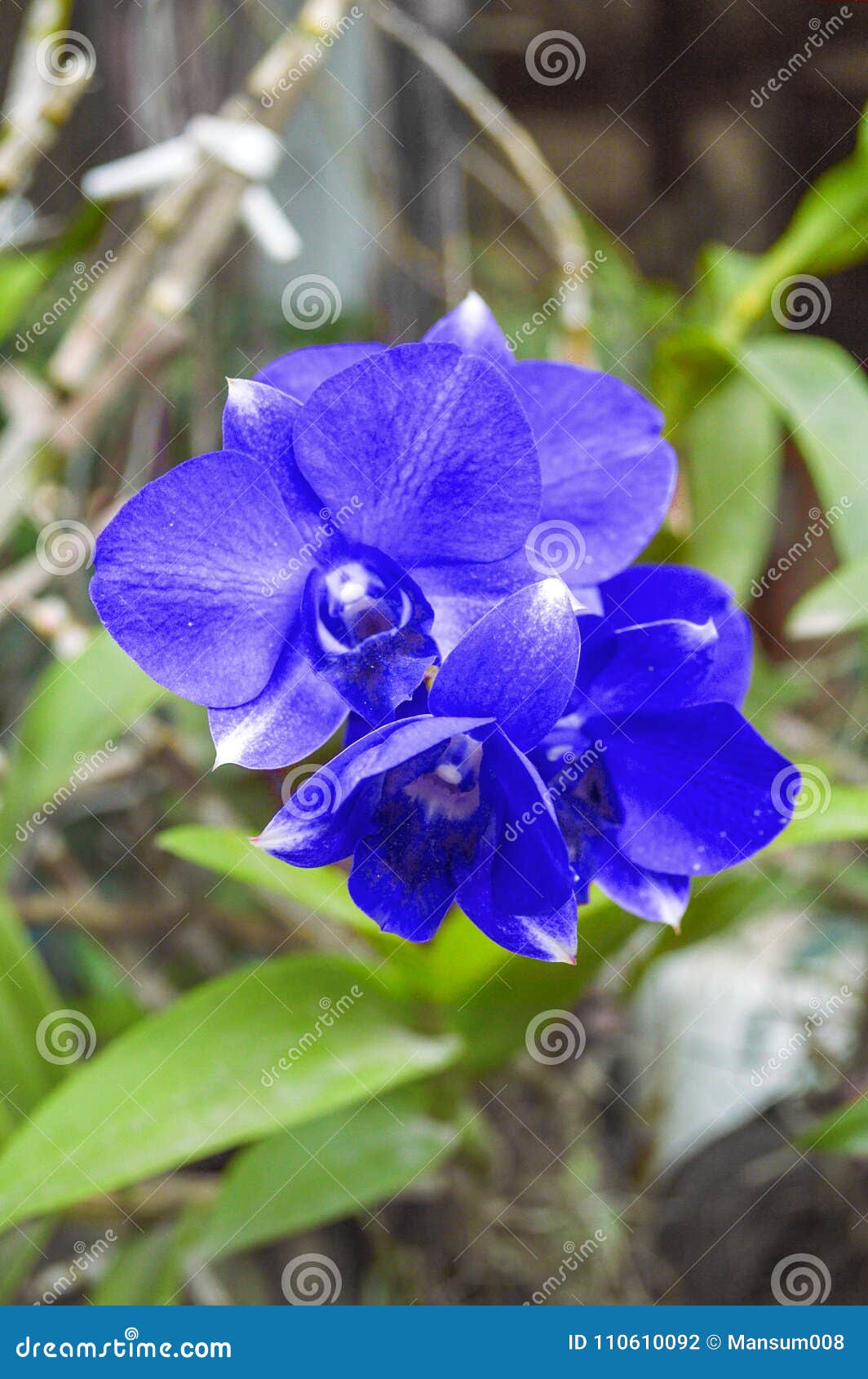 Blue Orchid Flower in Garden Stock Photo - Image of nature, flora ...