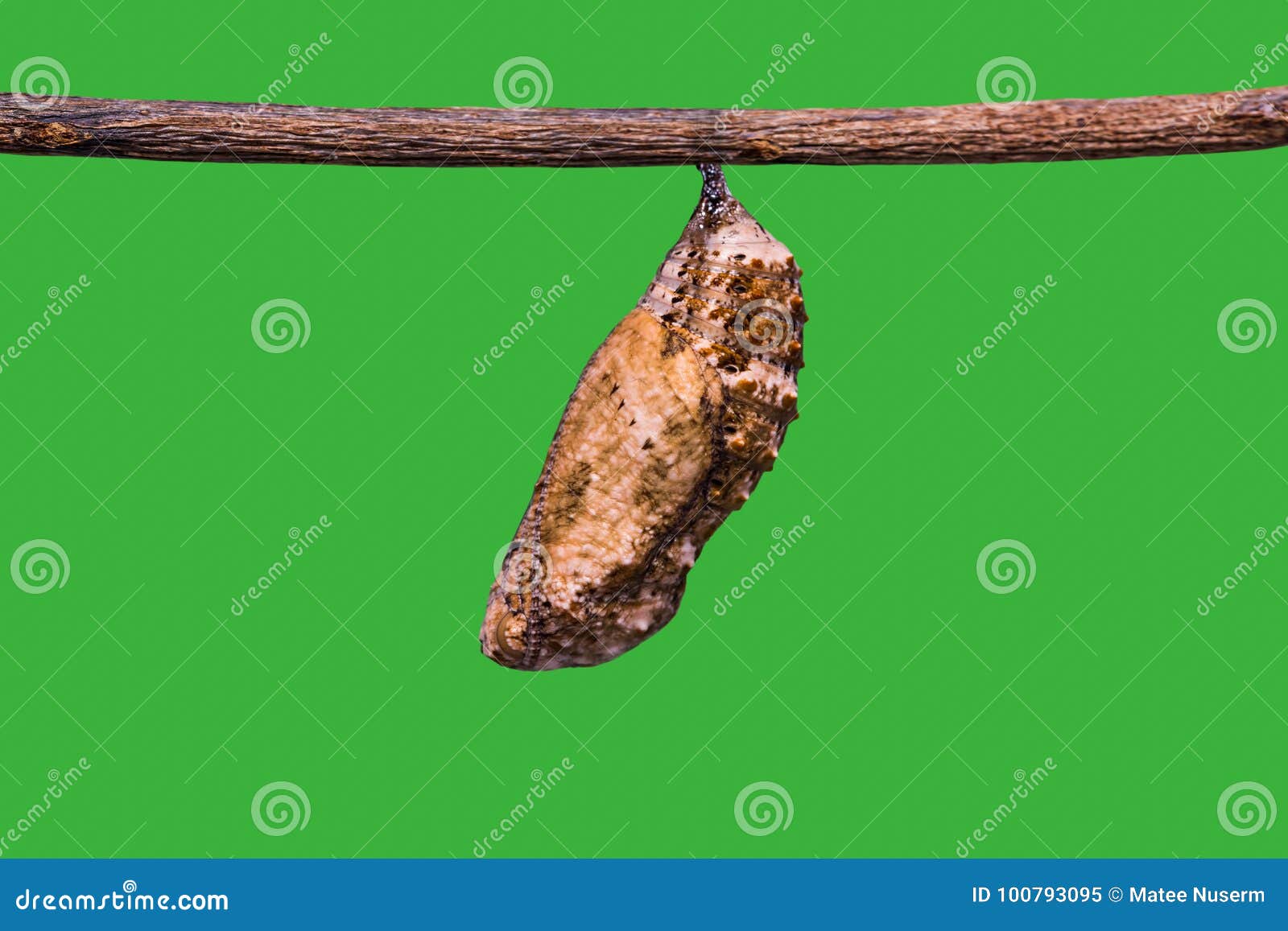 Blue Pansy Junonia Orithya Pupa Stock Image - Image of nymphalidae ...