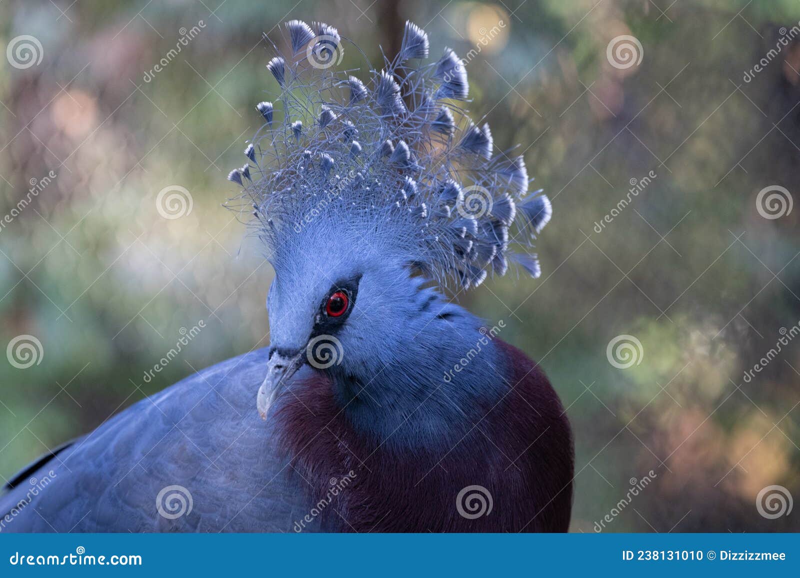 Close Up Blue Pigeon, Victorian Crowned Pigeon Stock Photo - Image of ...