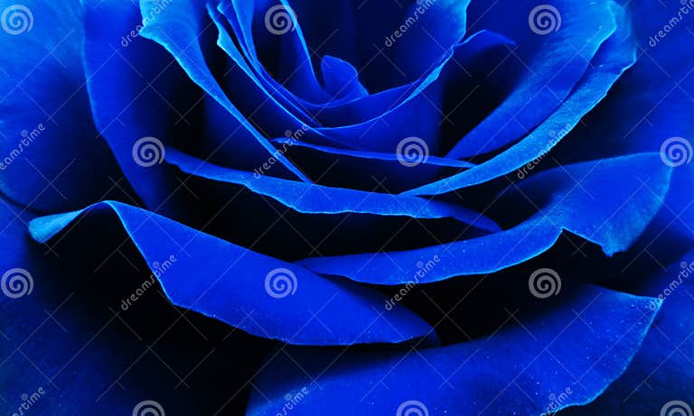 Blue rose stock image. Image of stem, retro, decorative - 132726299