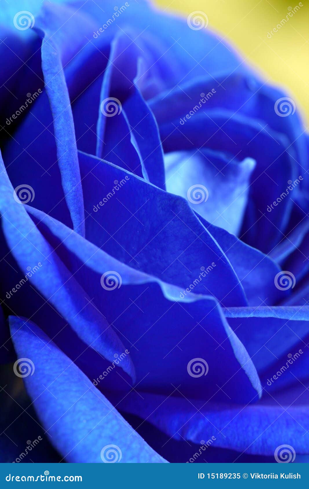 Close-up of blue rose stock image. Image of aroma, aromatic - 15189235