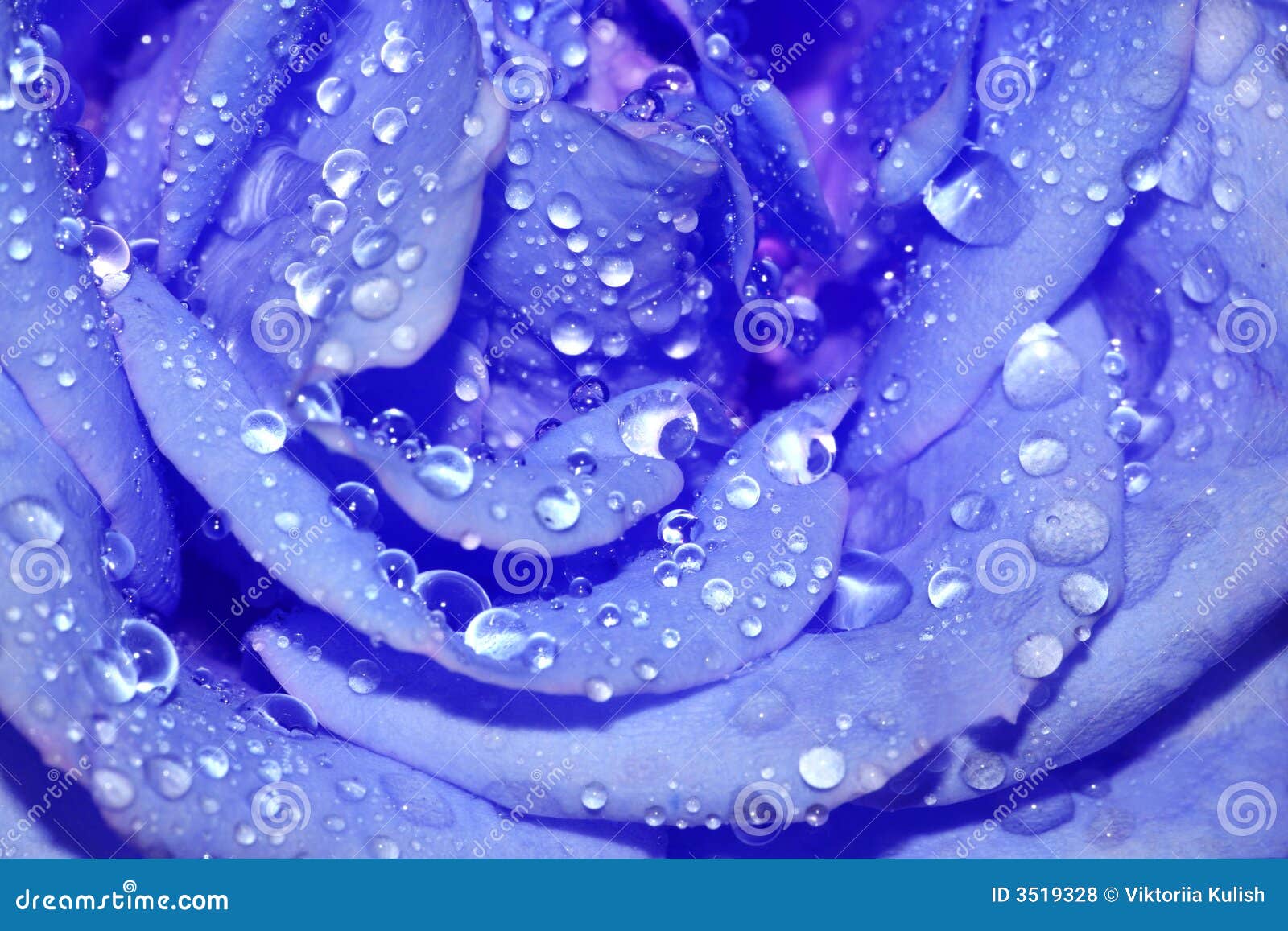 Close-up blue rose stock photo. Image of beauty, floral - 3519328