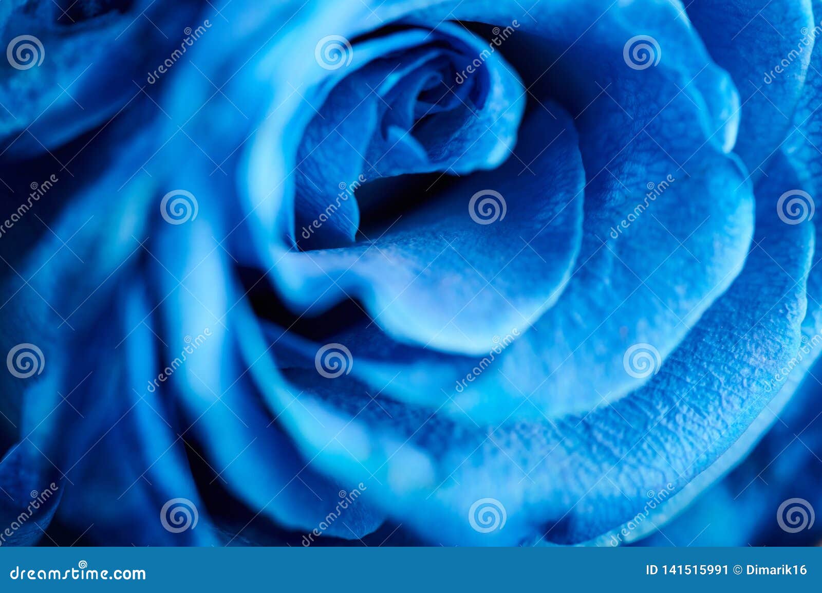 Close up of blue rose stock image. Image of close, bloom - 141515991