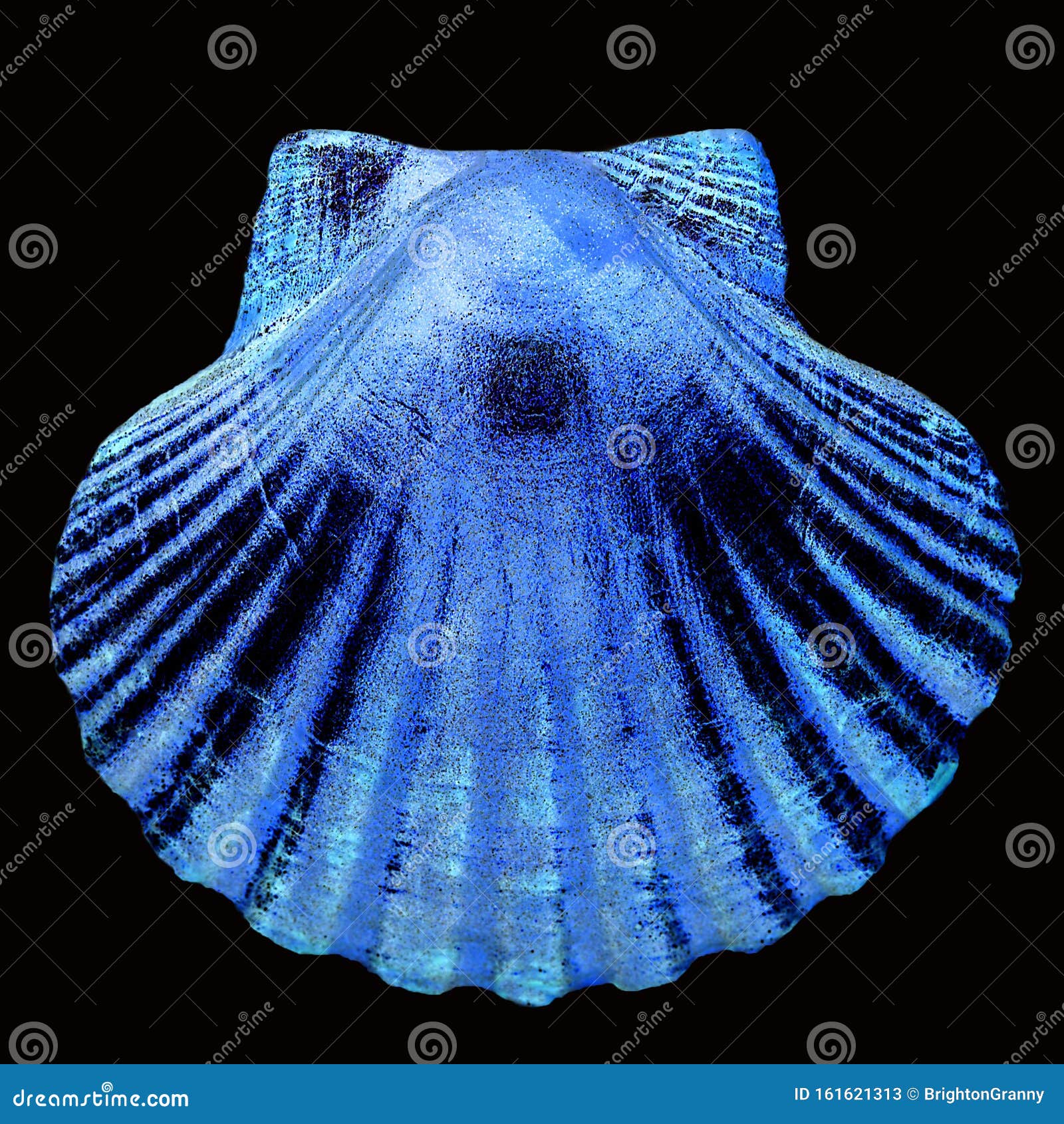 Blue Scallop Shell