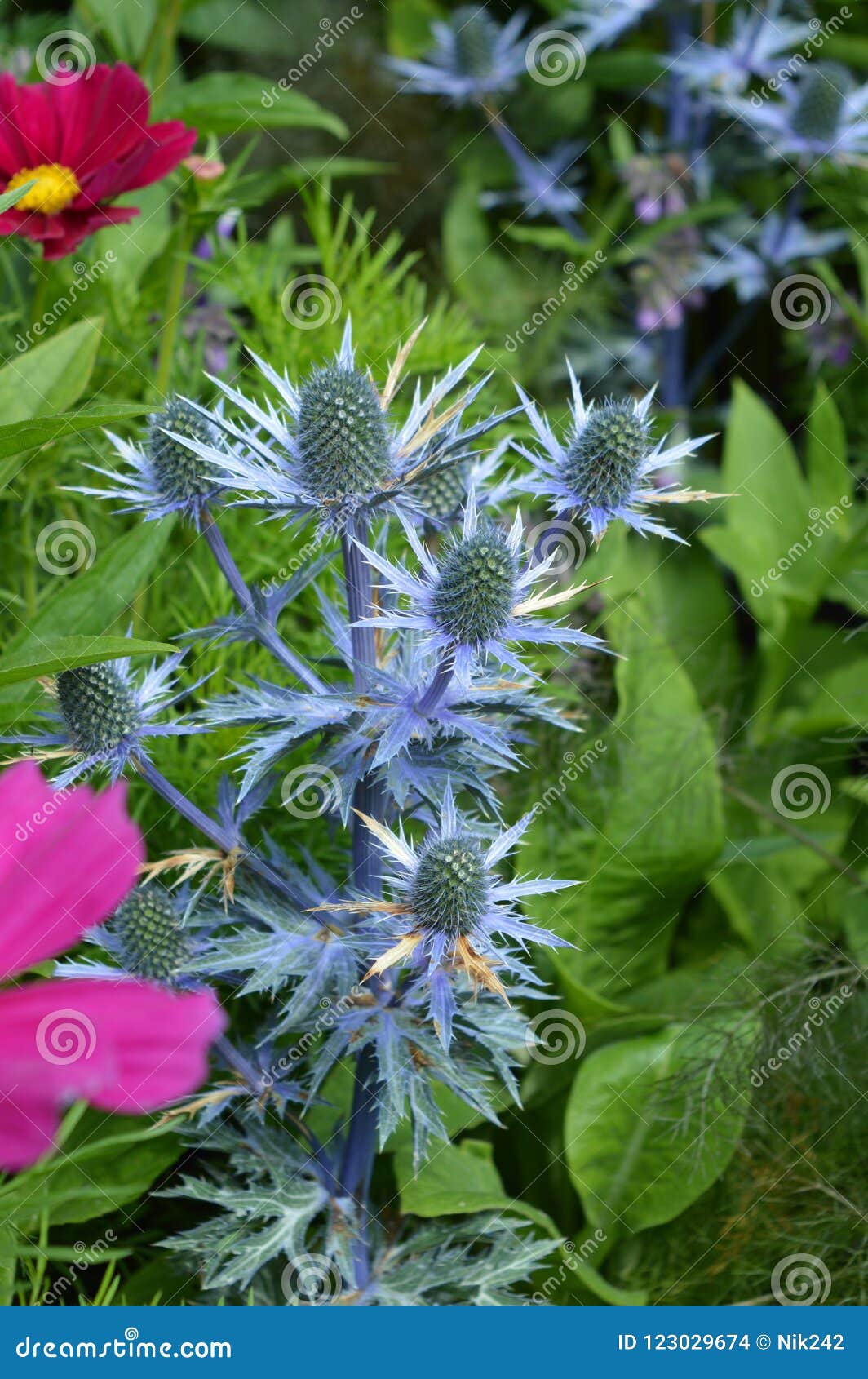 Sea thistle stock photo. Image of bract, green, flowers - 123029674