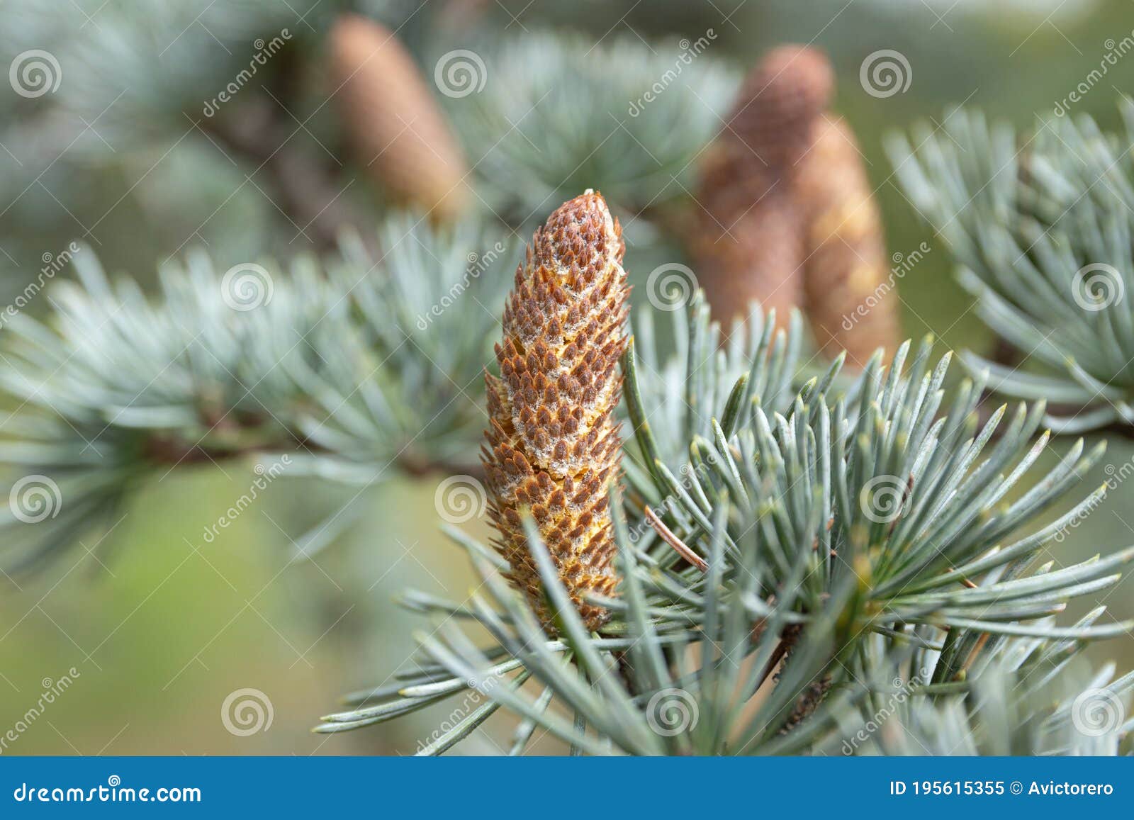 Close Up of Blue Spruce Cones on Tree Stock Image - Image of cone ...