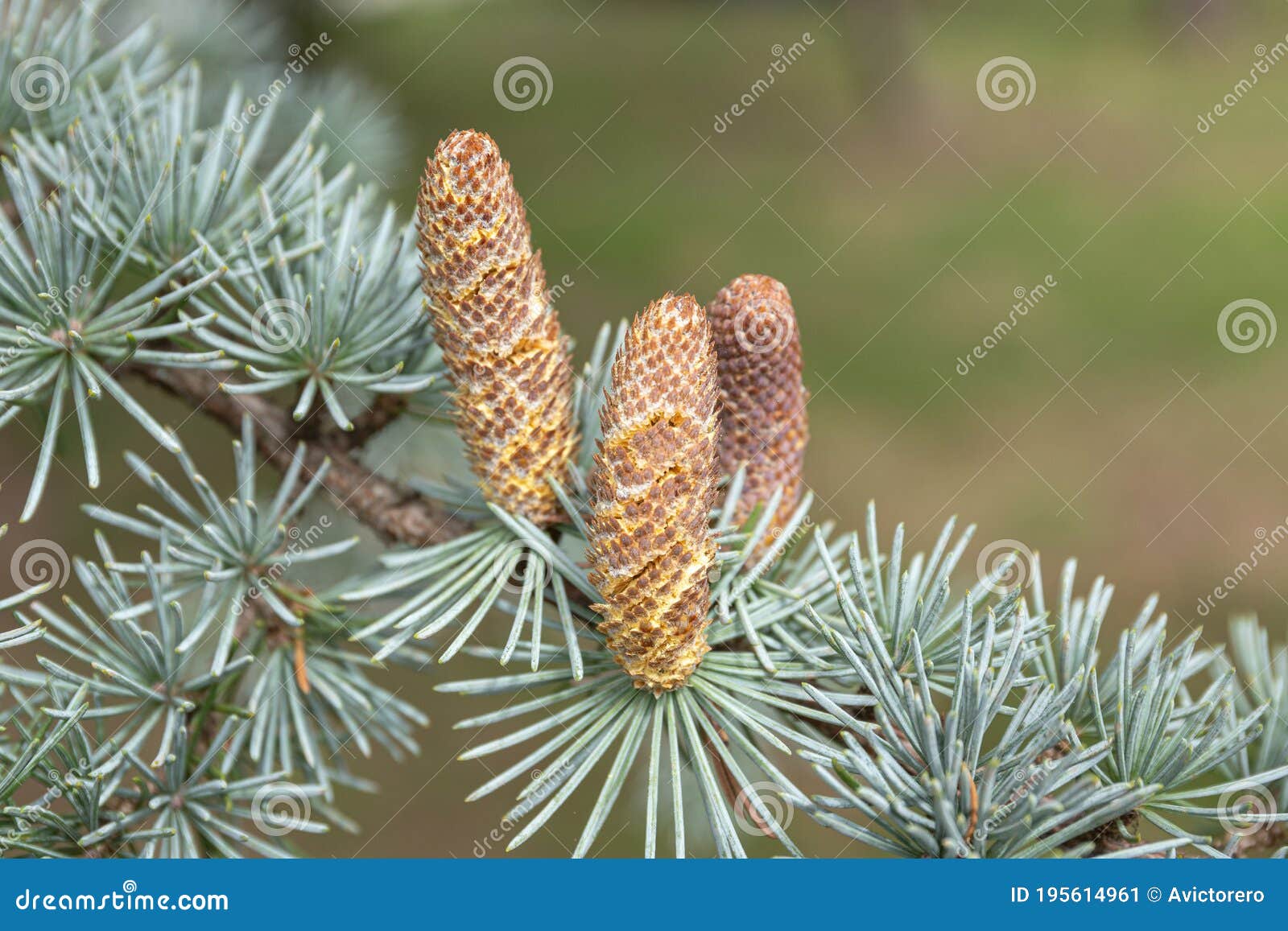 Close Up of Blue Spruce Cones on Tree Stock Image - Image of conifer ...