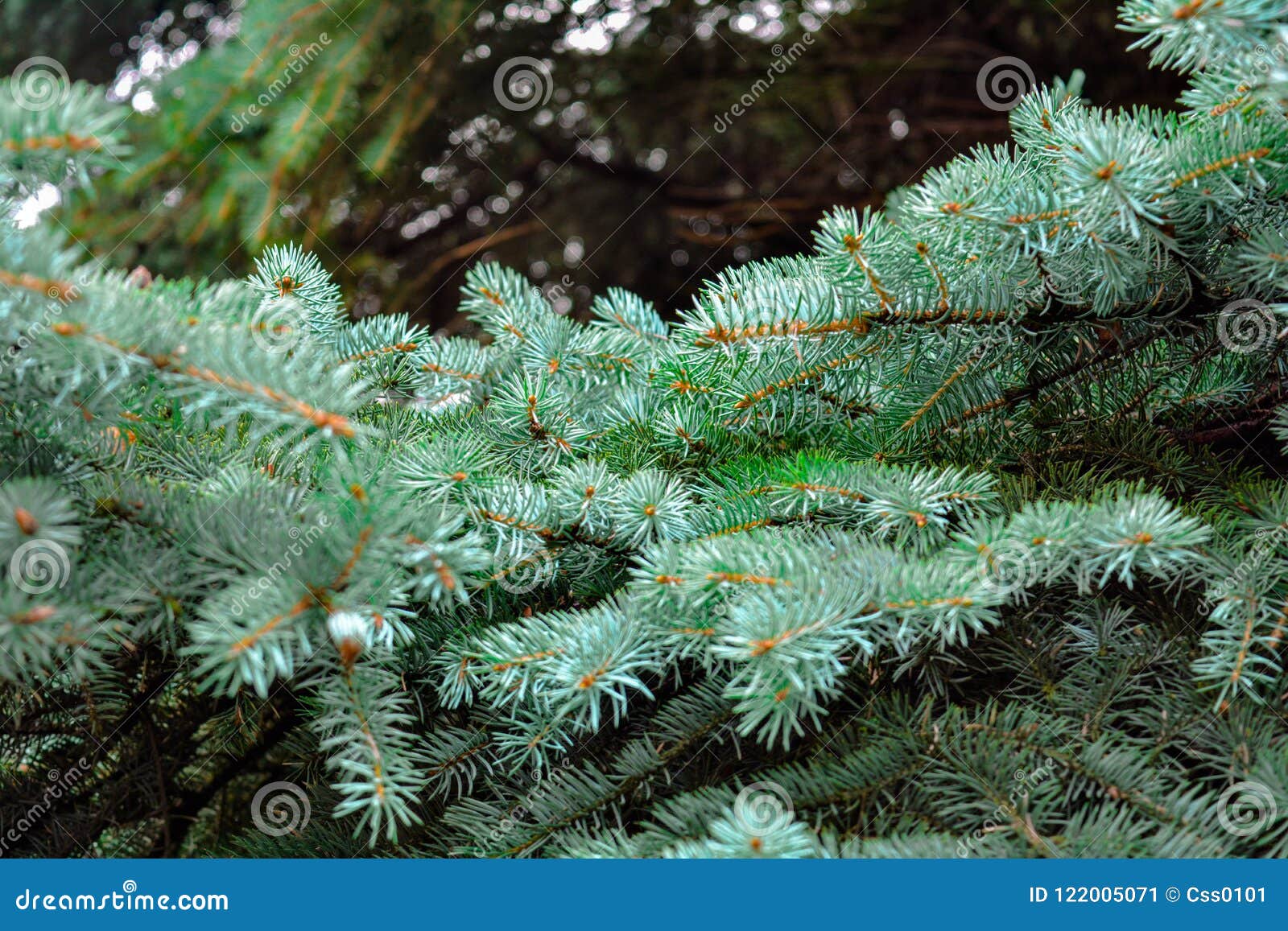Blue Spruce Fir Tree Branches Stock Image - Image of conifer, flora ...