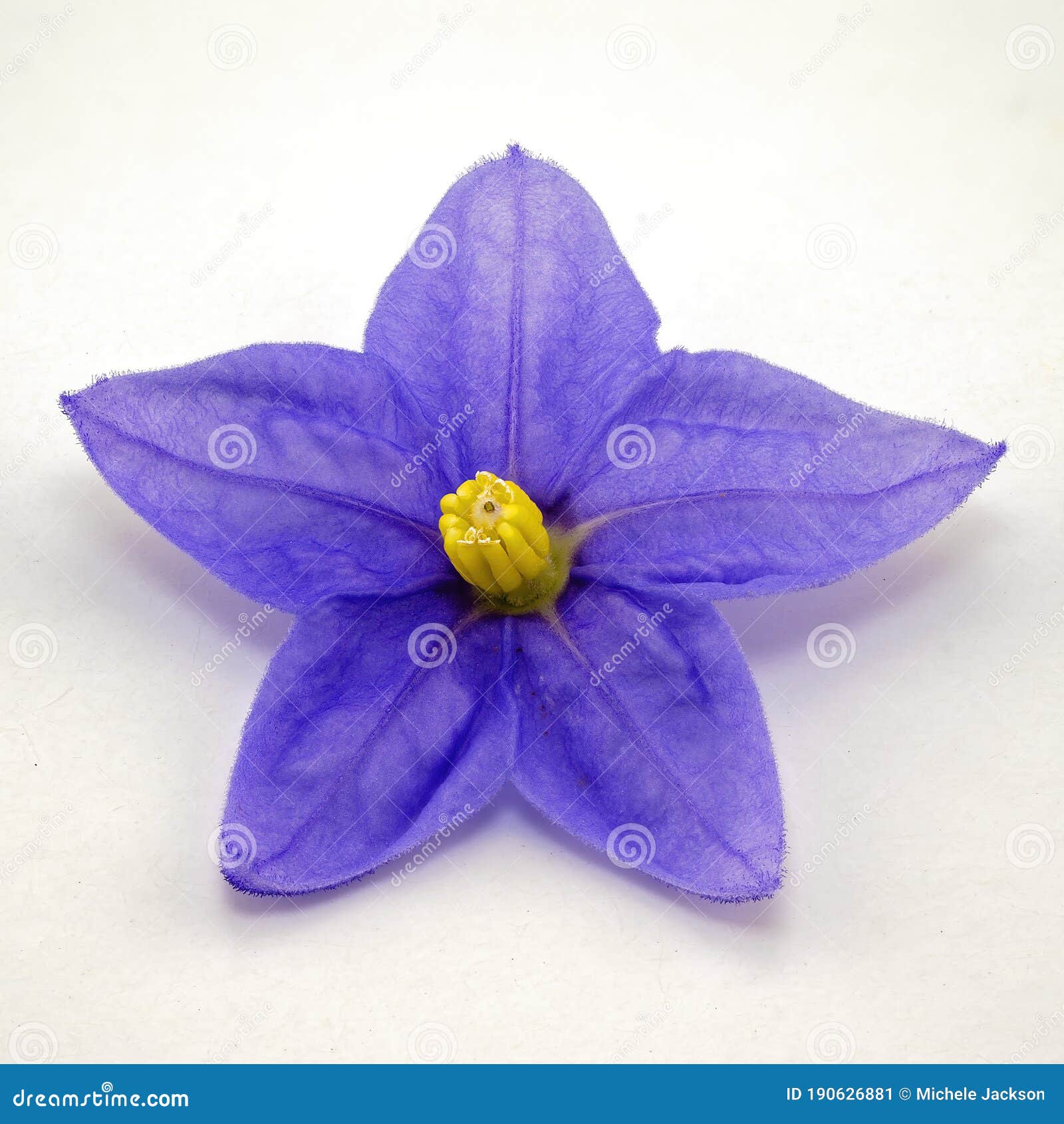Close Up of a Blue Starlight Flower Stock Image - Image of garden ...