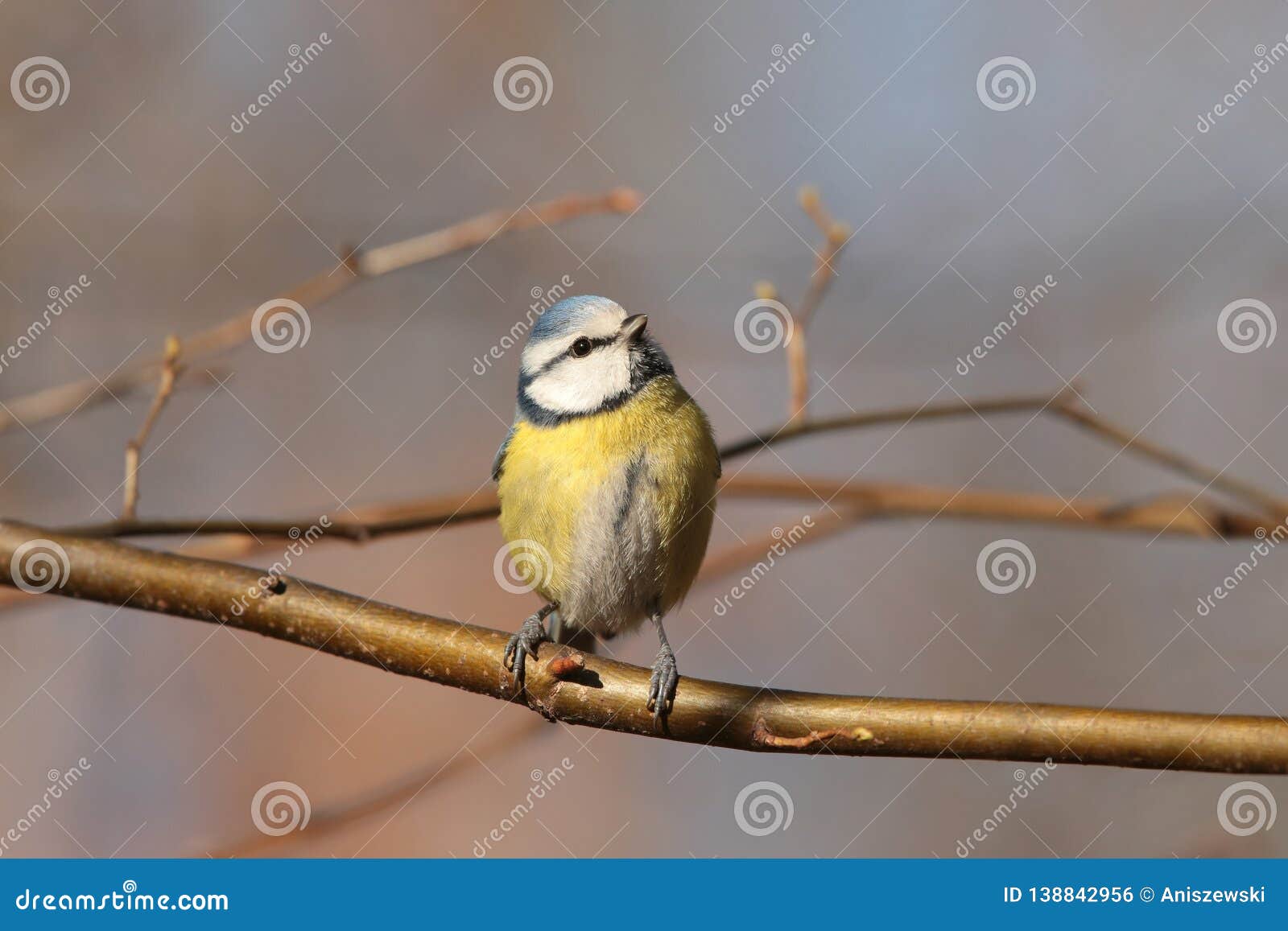 Blue Tit - Parus Caeruleus in the Forest Stock Photo - Image of dawn ...