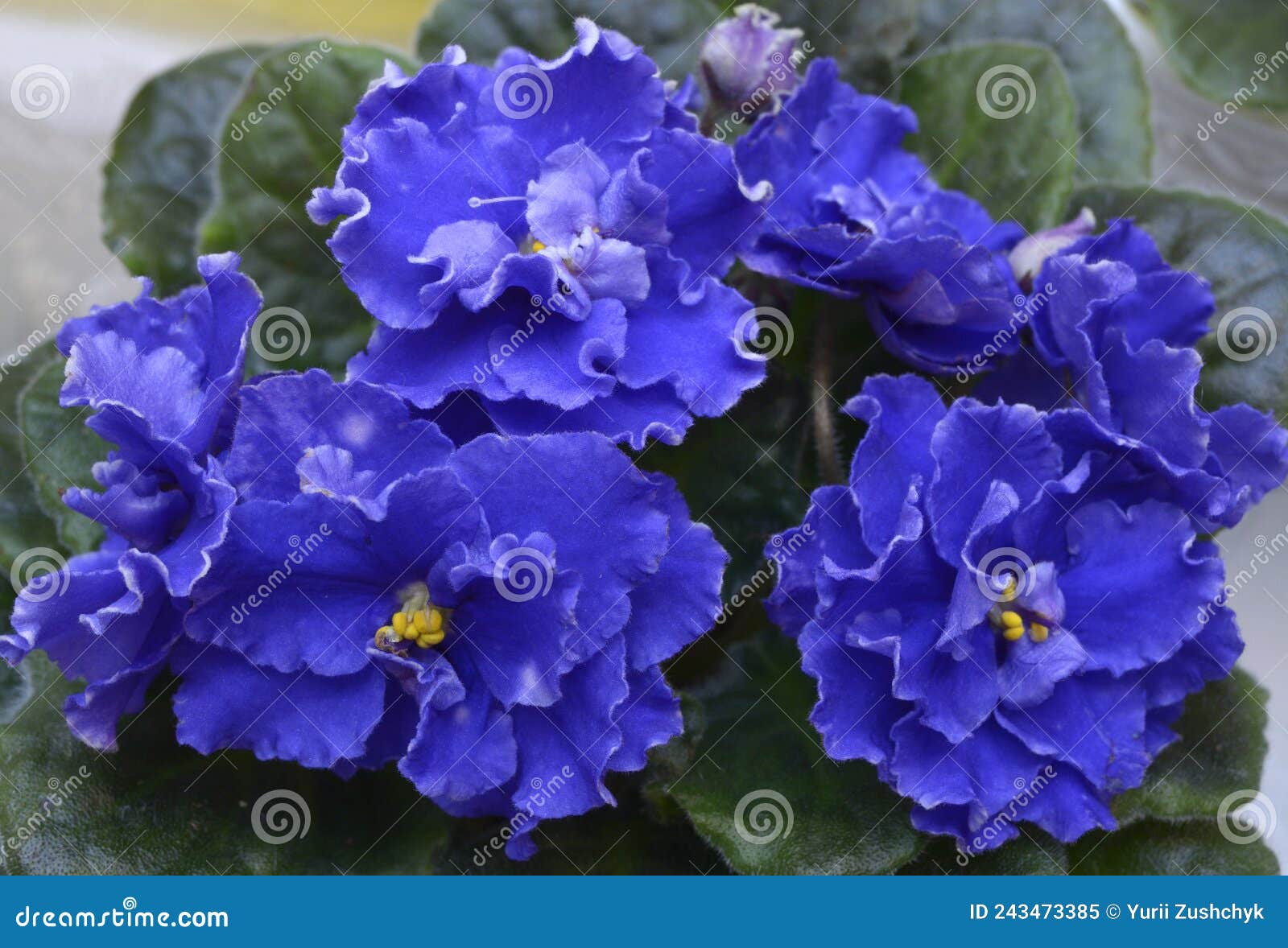 Close-up of Blue Violets Blossom on a Blurred Background Stock Image ...