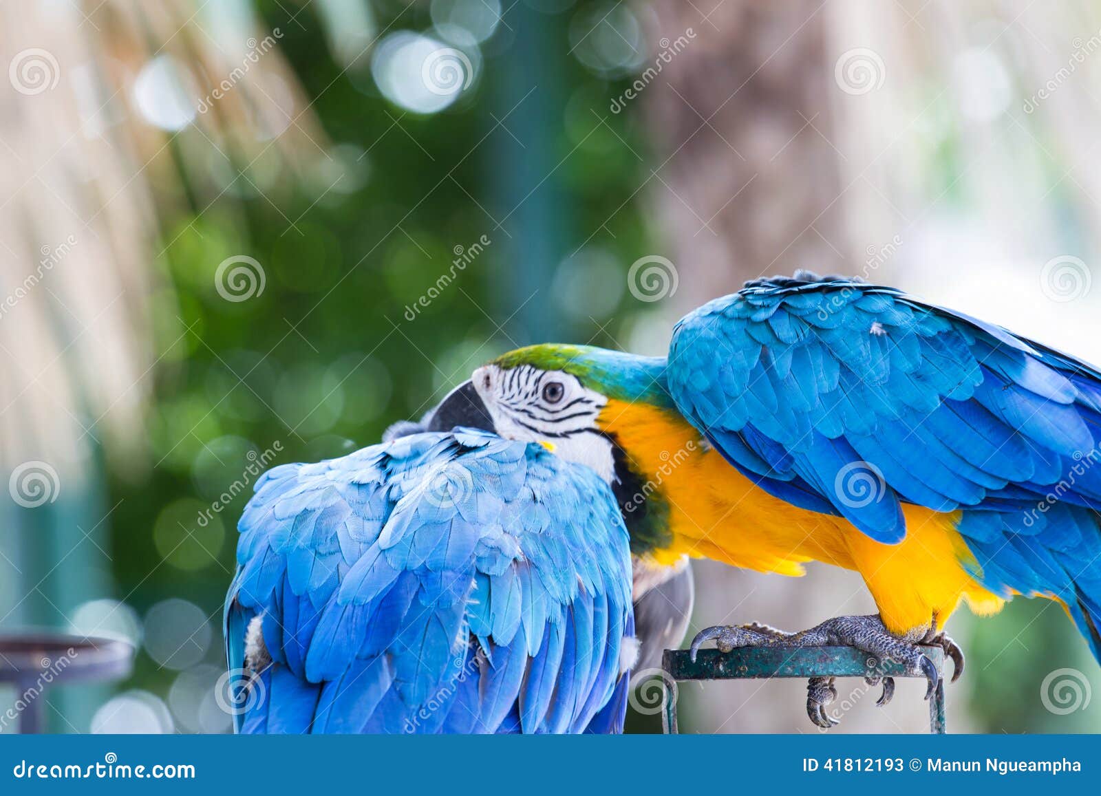 Close-up of Blue-and-yellow Macaw, Stock Image - Image of gold, beak ...