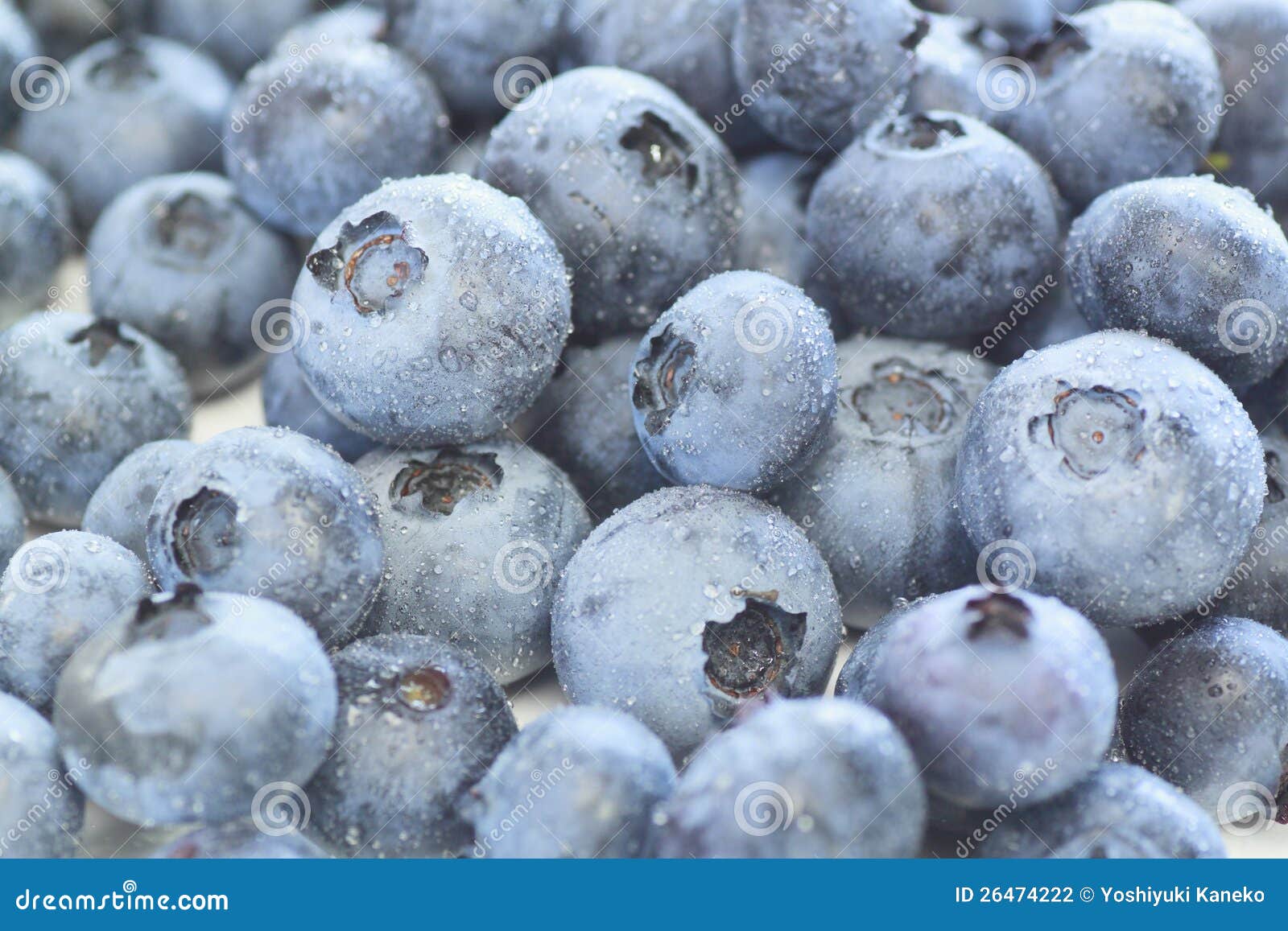 Close up blueberry stock photo. Image of ripe, background - 26474222