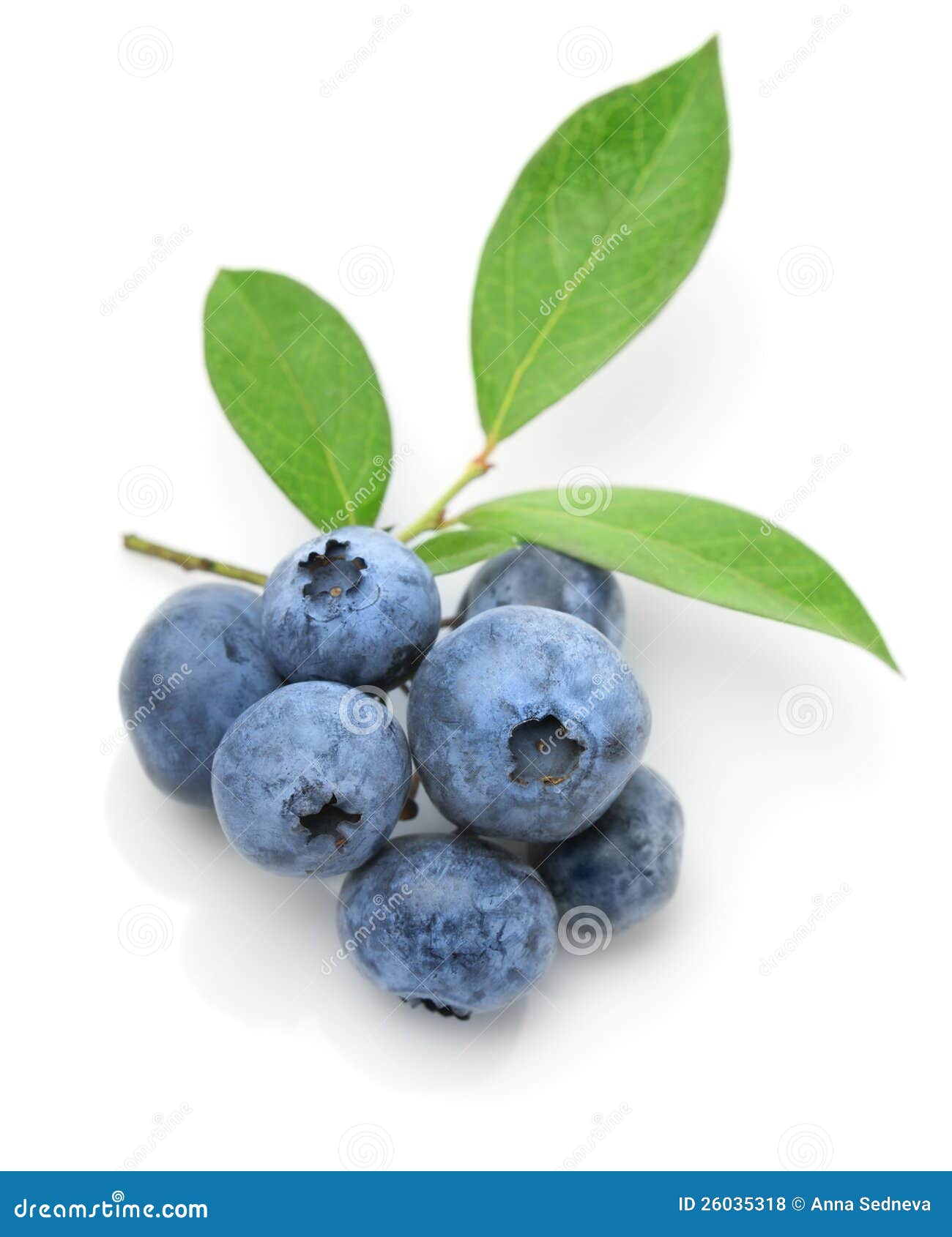 Close Up of a Blueberry Twig Stock Photo - Image of nature, horizontal ...