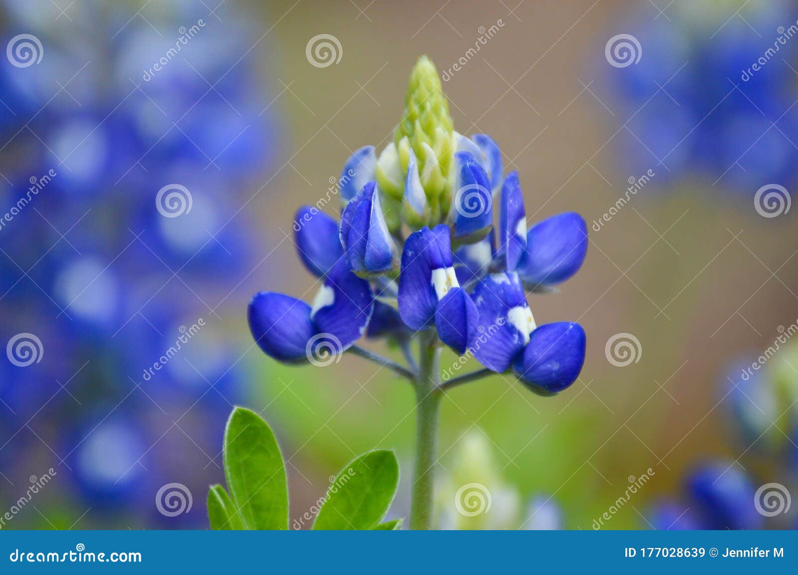 Bluebonnet stock image. Image of spring, leaf, nature - 177028639