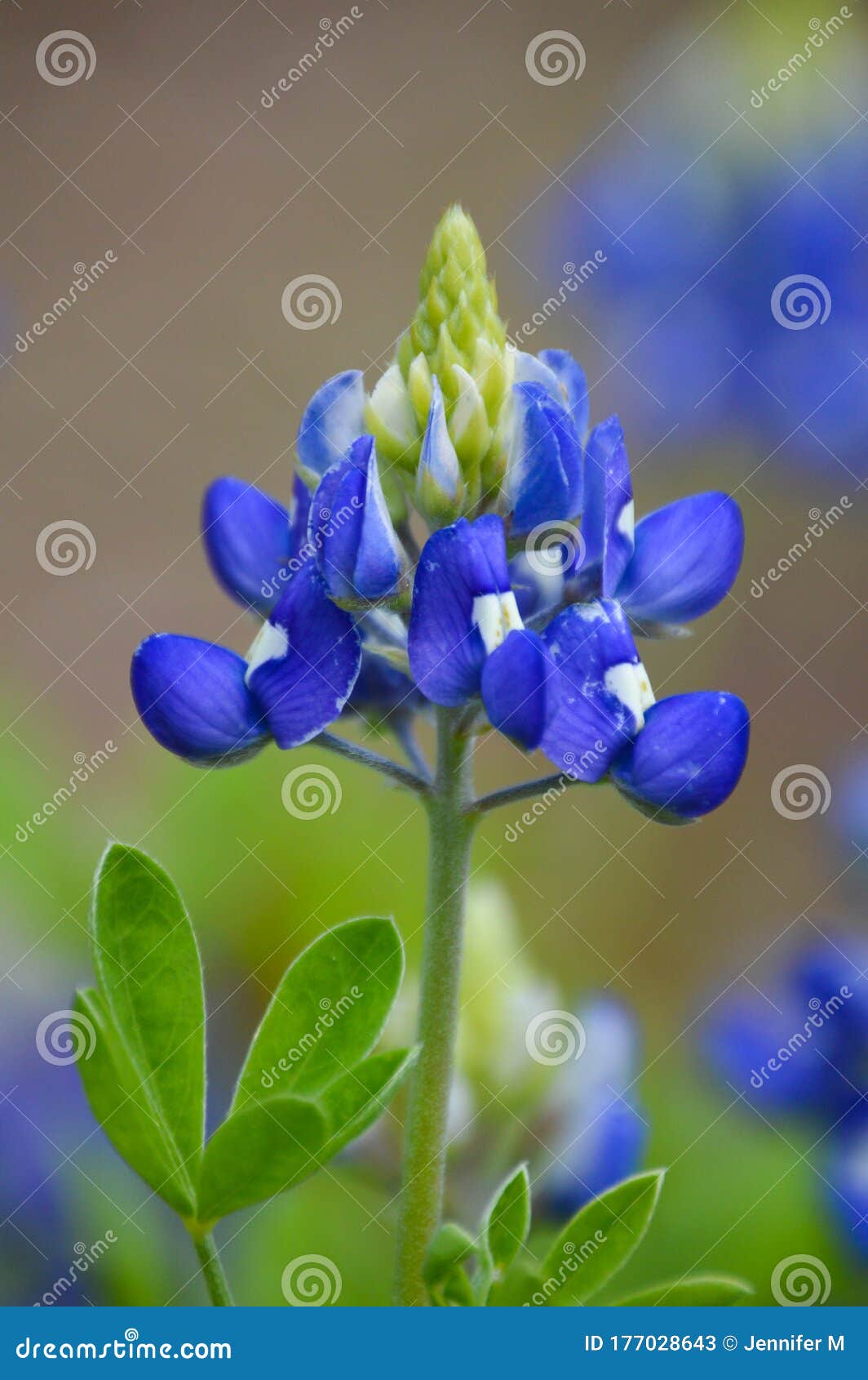 Bluebonnet stock image. Image of meadow, plant, macro - 177028643