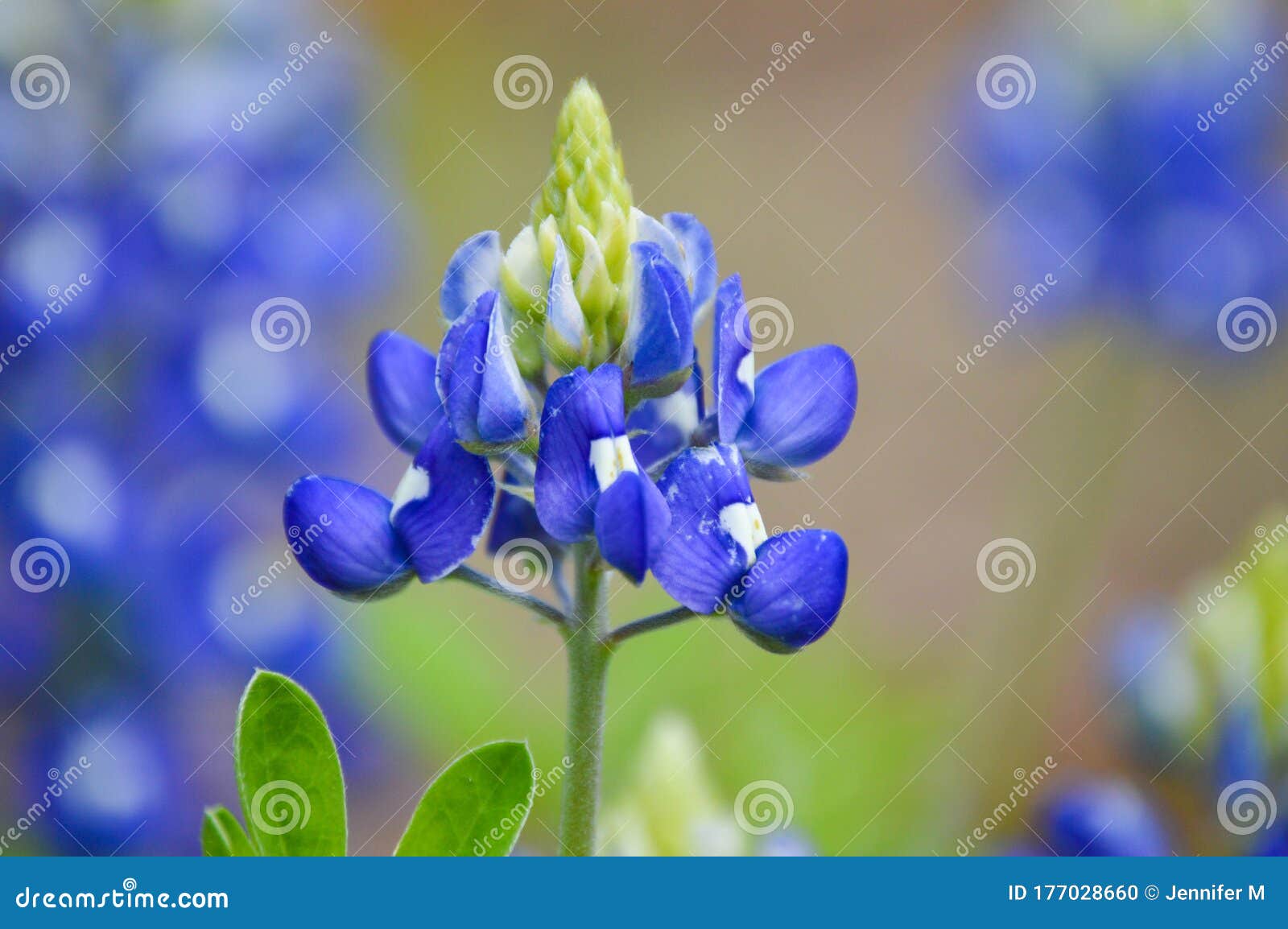 Bluebonnet stock photo. Image of outdoors, bluebonnets - 177028660
